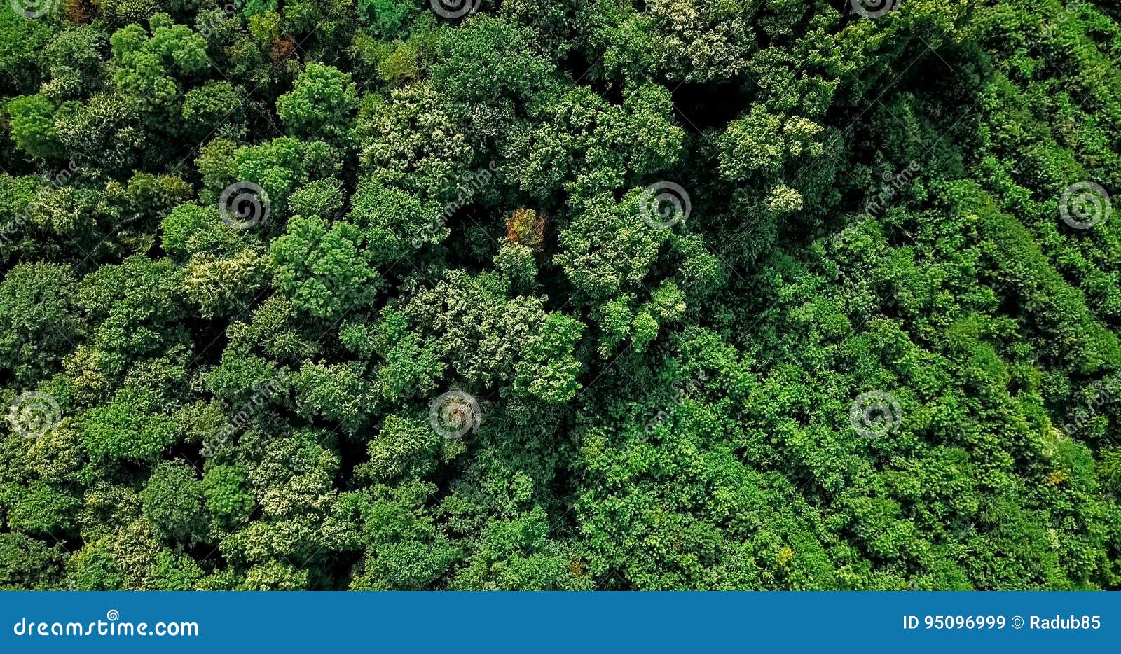 Aerial Drone Flyover View of Large Green Forest Stock Image - Image of ...