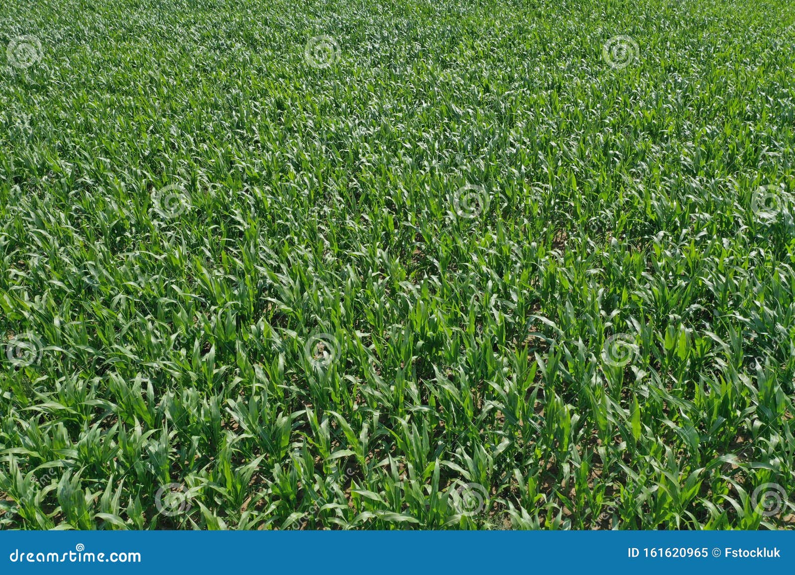 Aerial Drone Top Down View on Young Green Corn Plants Growing on ...