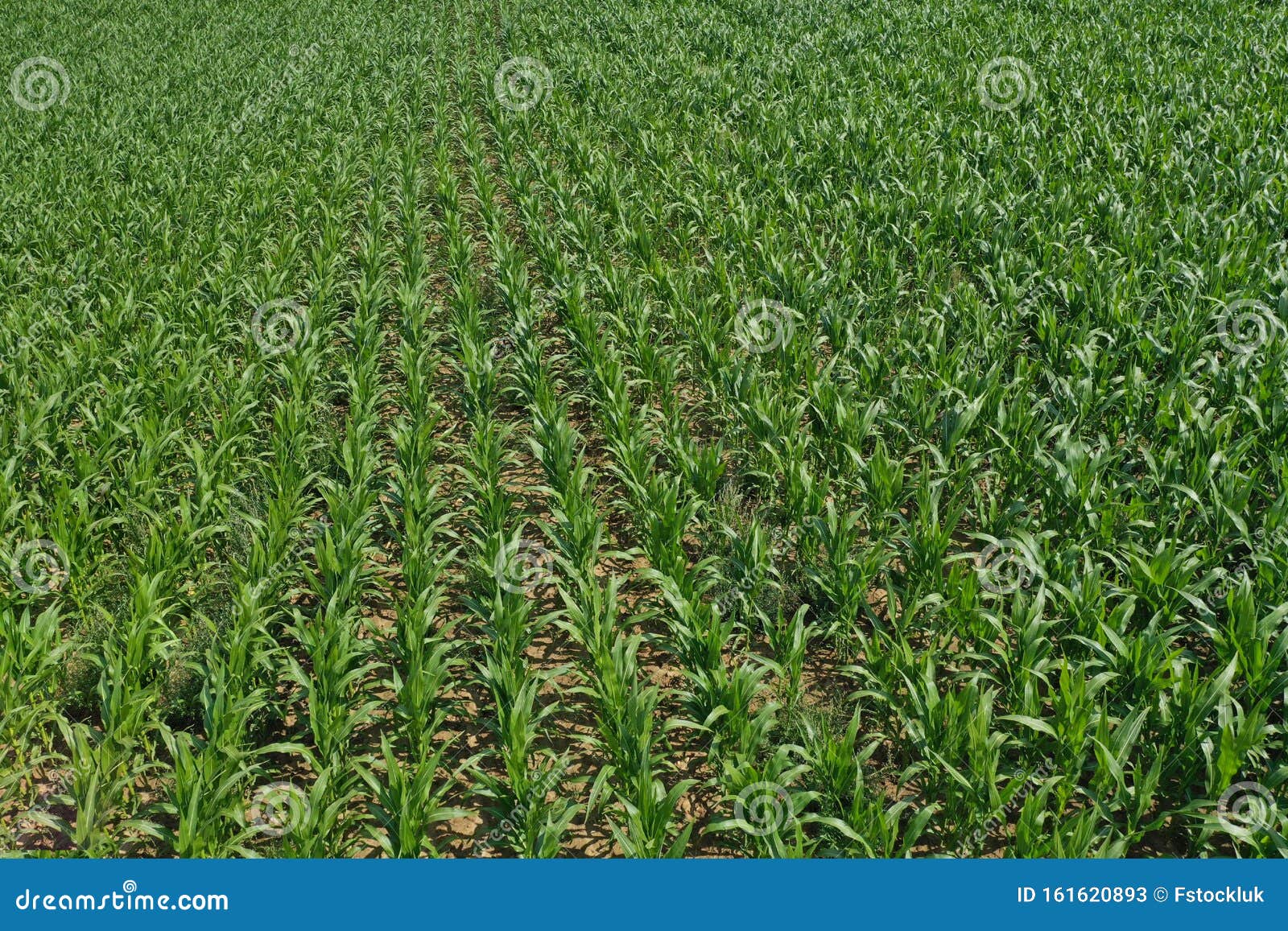 Aerial Drone Top Down View on Young Green Corn Plants Growing in Rows ...