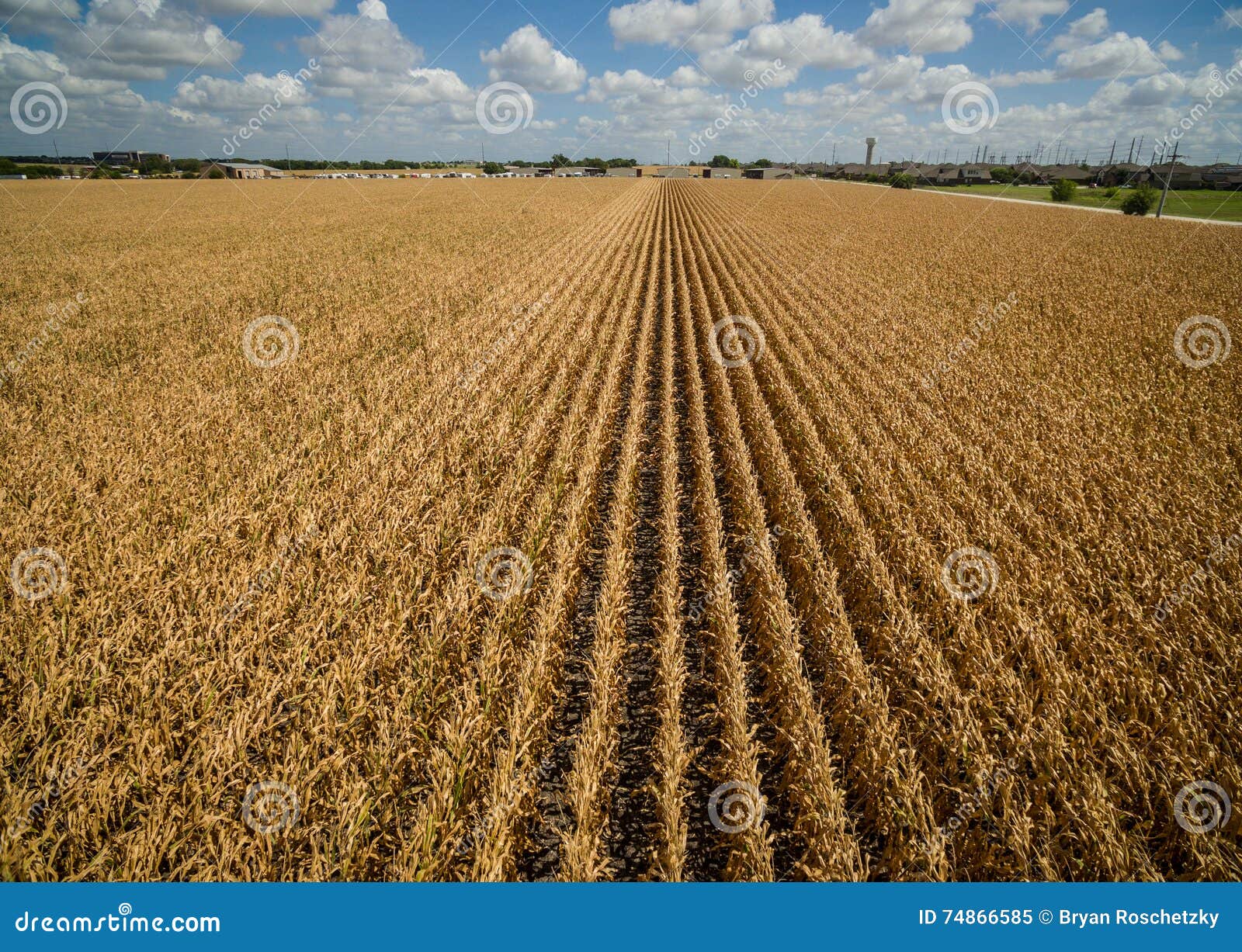 Aerial Drone View Above Corn Crops Long Rows of Corn Dry Drought ...