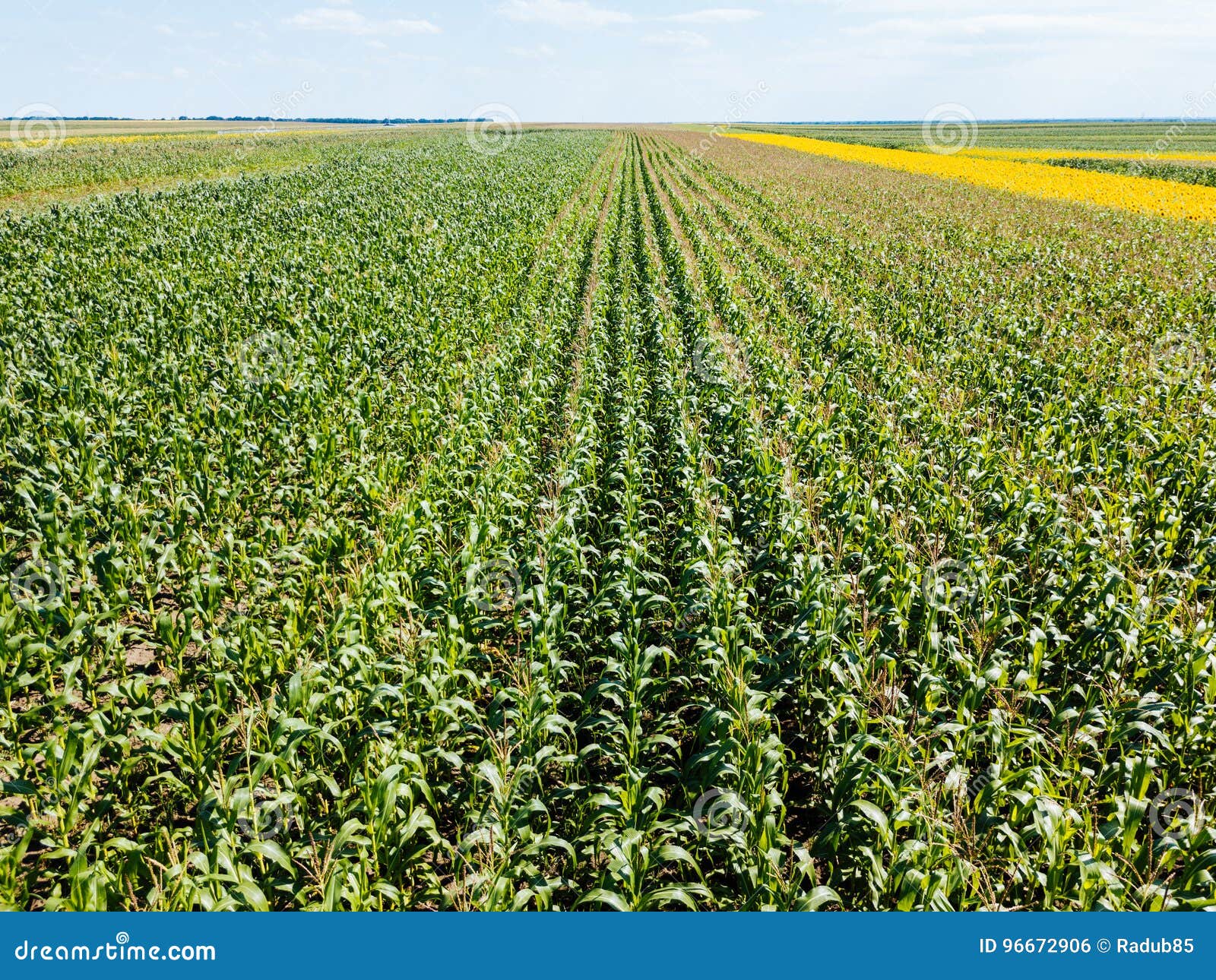 Aerial Drone View of Corn Field Stock Photo - Image of flyover, natural ...