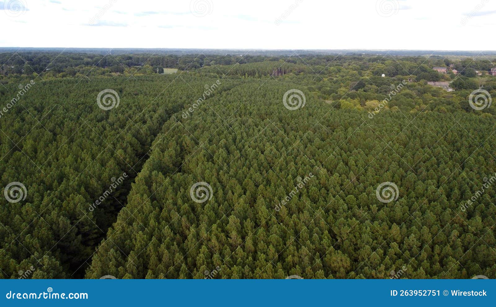 Aerial Drone View of a Dense Forest Stock Image - Image of landscape ...