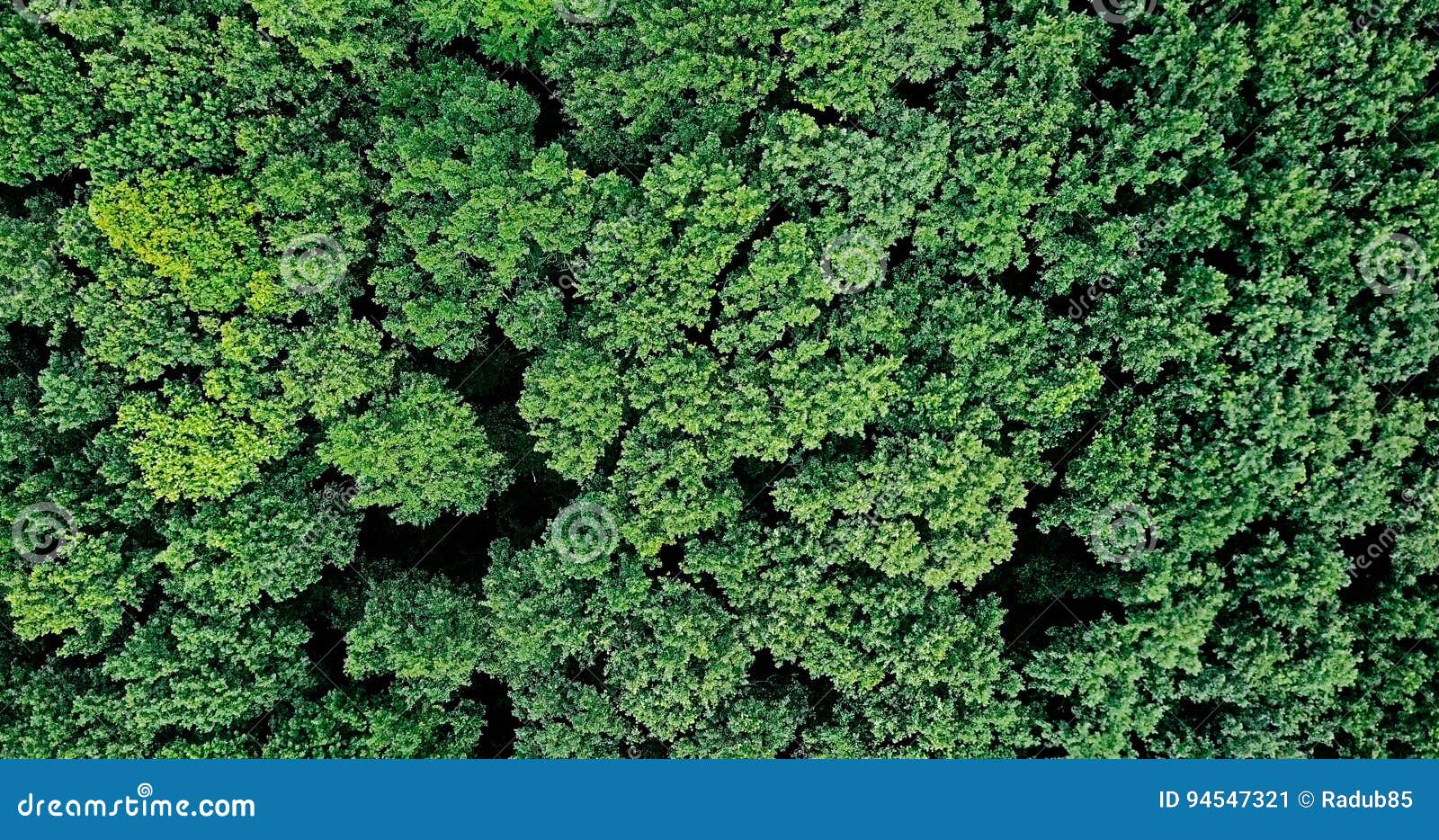 Aerial Drone View of Forest Trees Landscape Stock Image - Image of park ...