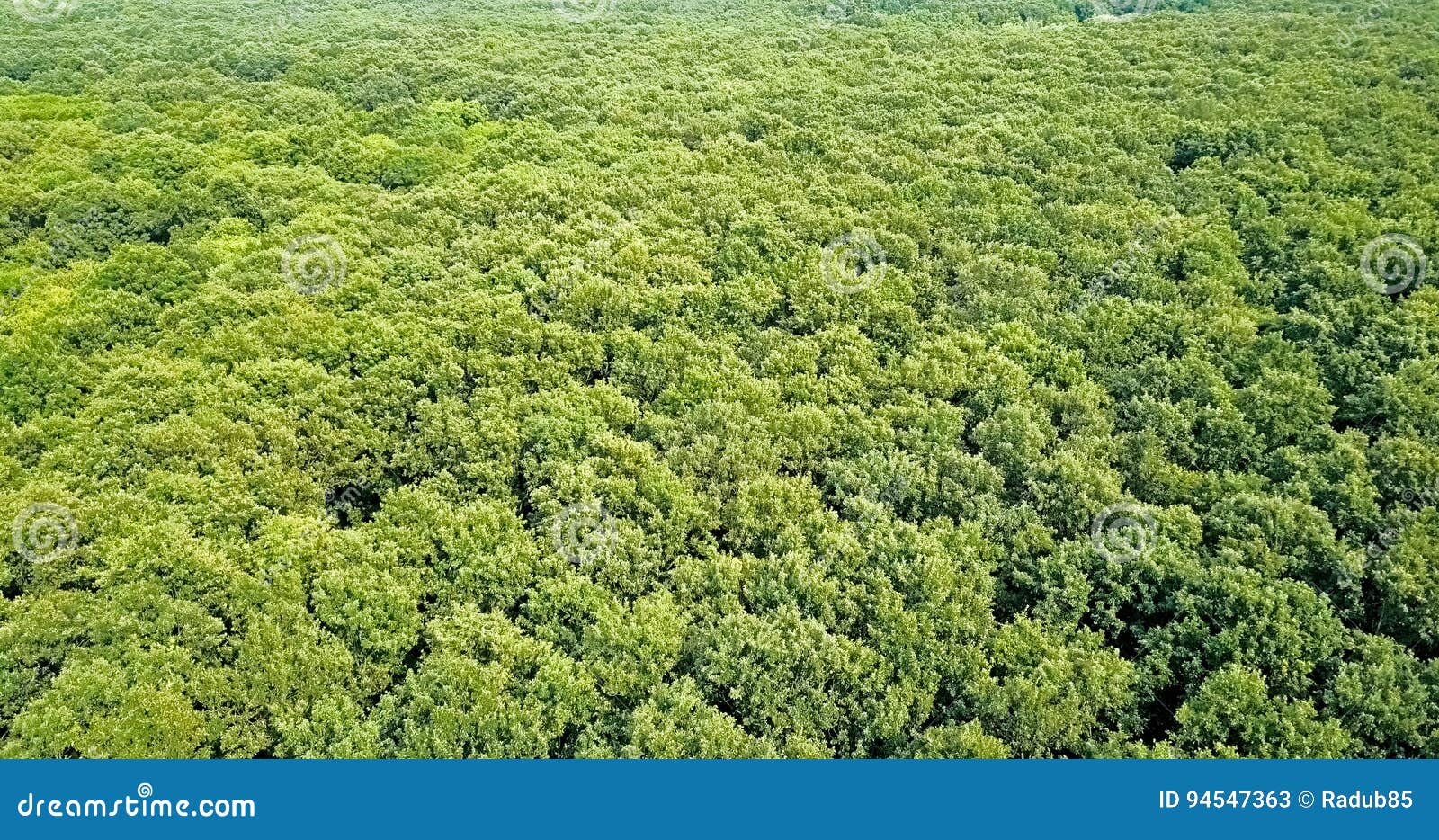 Aerial Drone View of Forest Trees Landscape Stock Image - Image of park ...