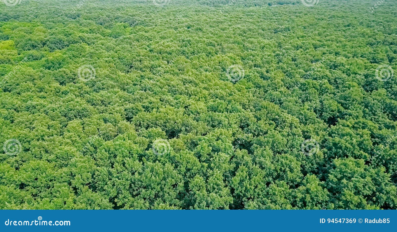 Aerial Drone View of Forest Trees Landscape Stock Image - Image of ...