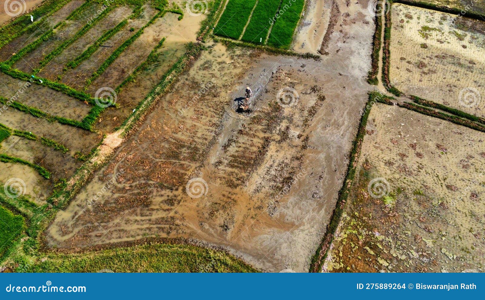 Aerial Drone View of Paddy Farming in India HD Stock Photo - Image of ...