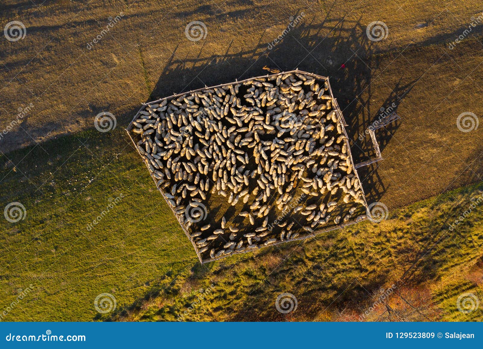 Aerial Drone View of Sheep in Sheepfold Stock Image - Image of aerial ...