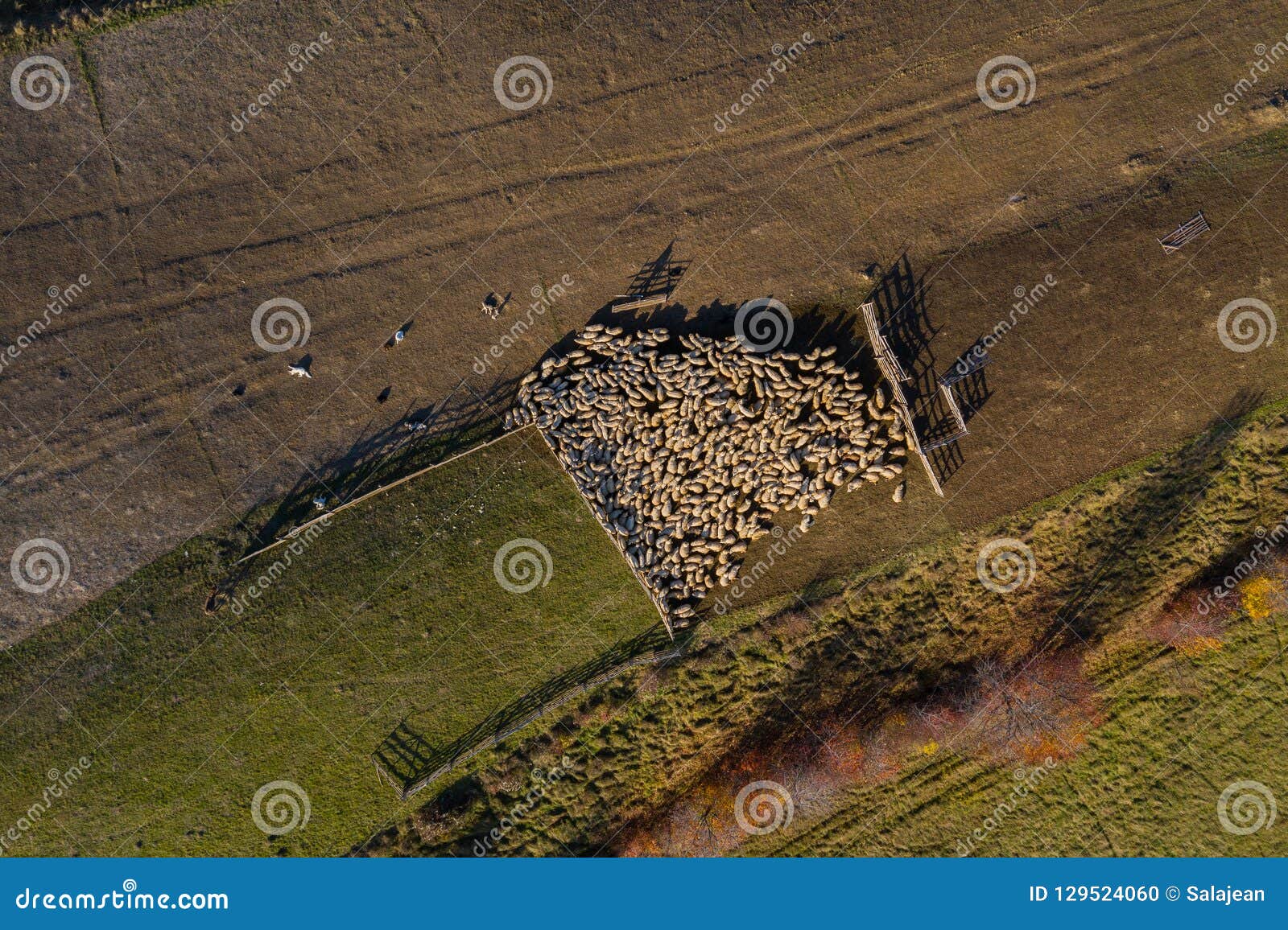 Aerial Drone View of Sheep in Sheepfold Stock Photo - Image of field ...