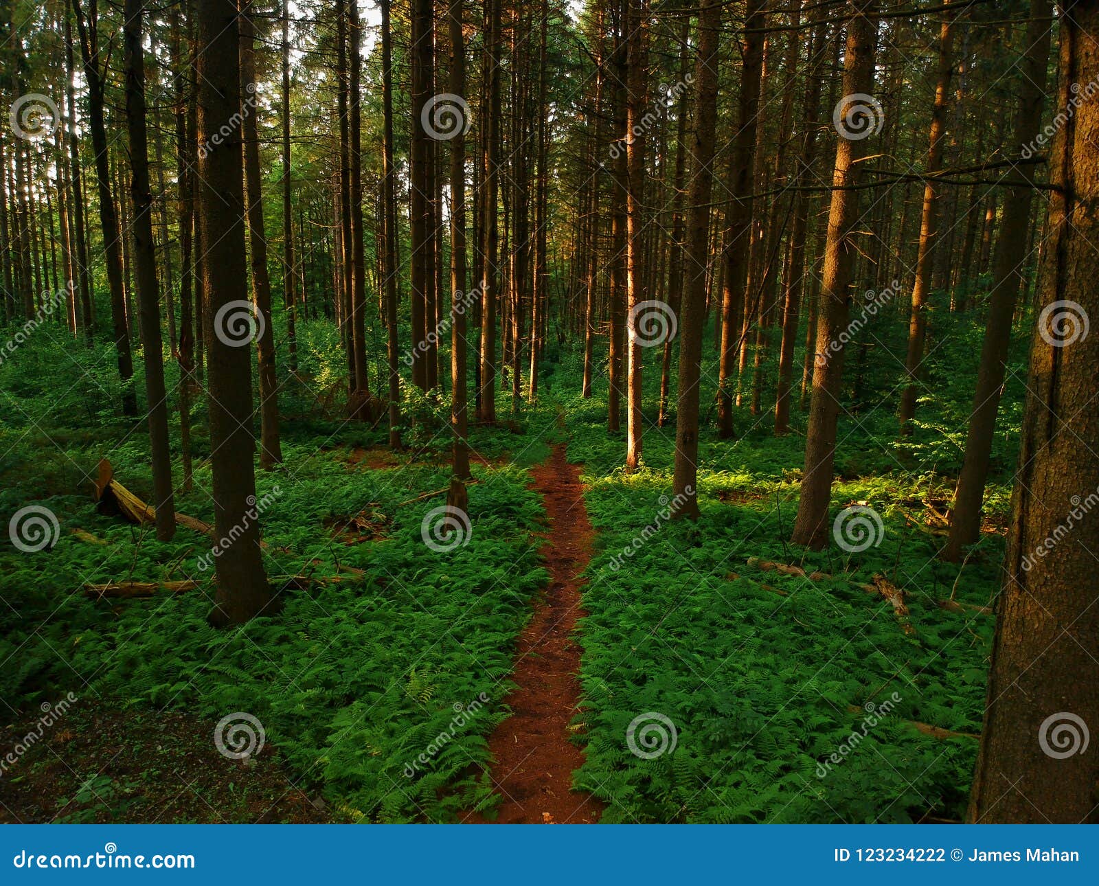 Aerial Drone View of Trail through the Forest Stock Photo - Image of ...