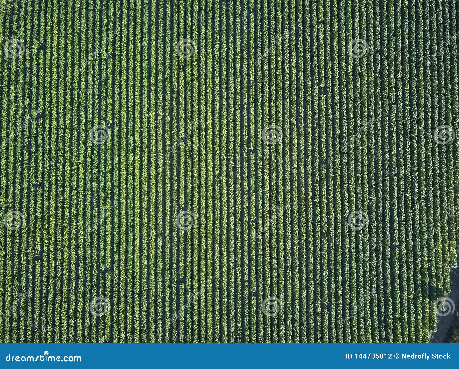Aerial Front View of Tobacco Growing Fields. Straight Parallel Lines of ...