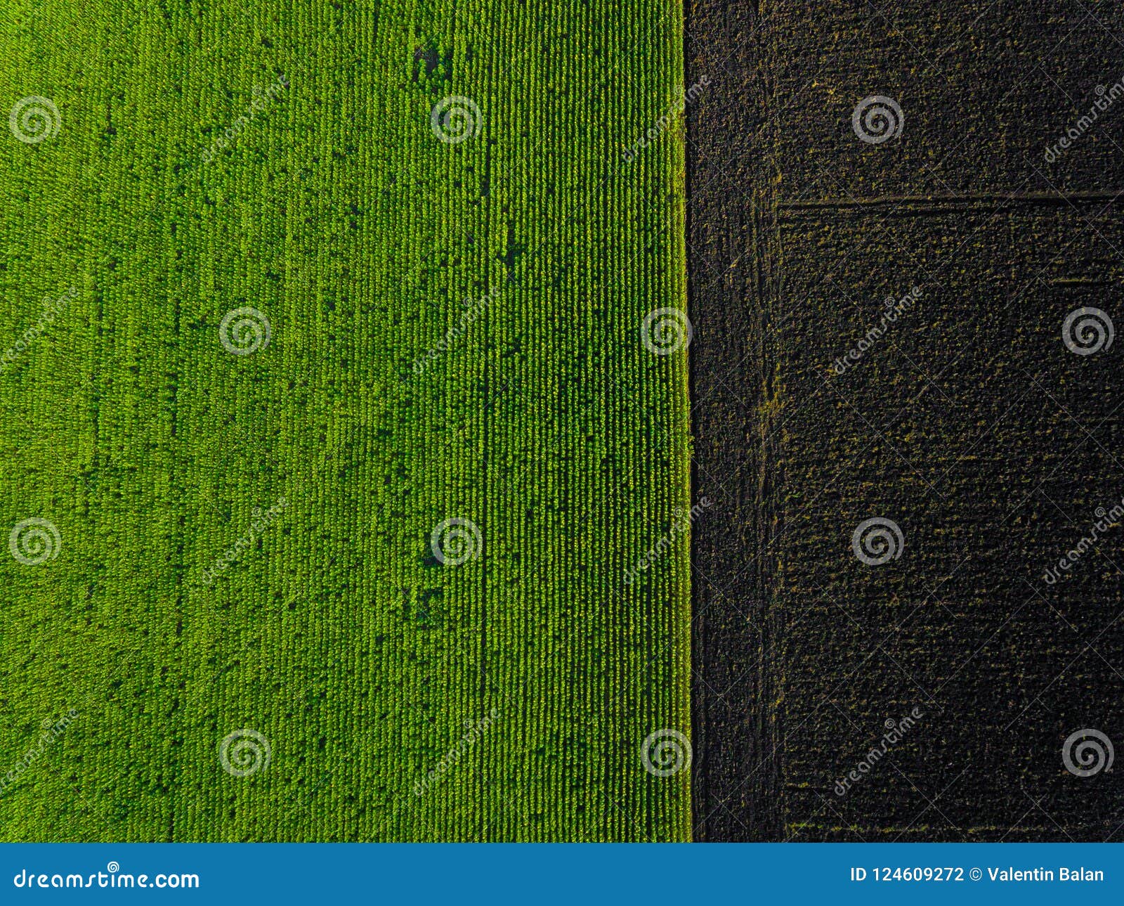 Aerial. Green Grass Texture Background. Royalty-Free Stock Image ...
