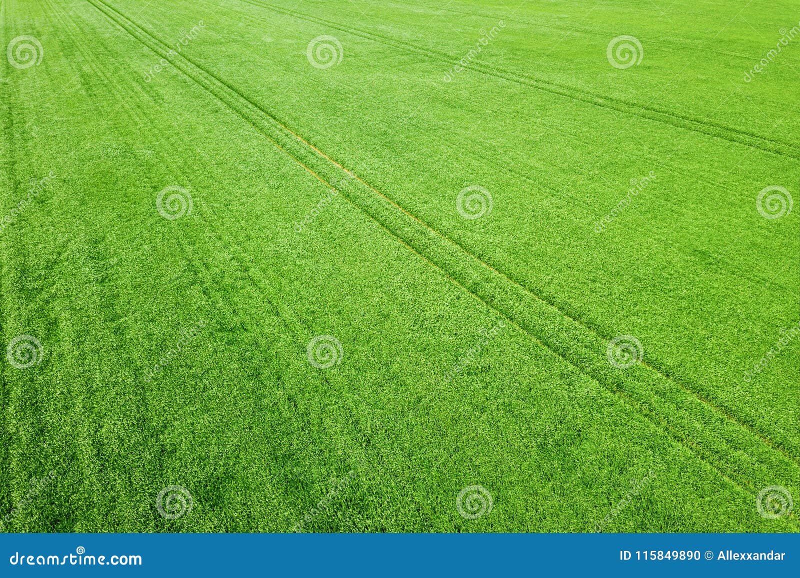 Aerial Green Wheat Field. Aerial View Large Green Field Stock Photo ...