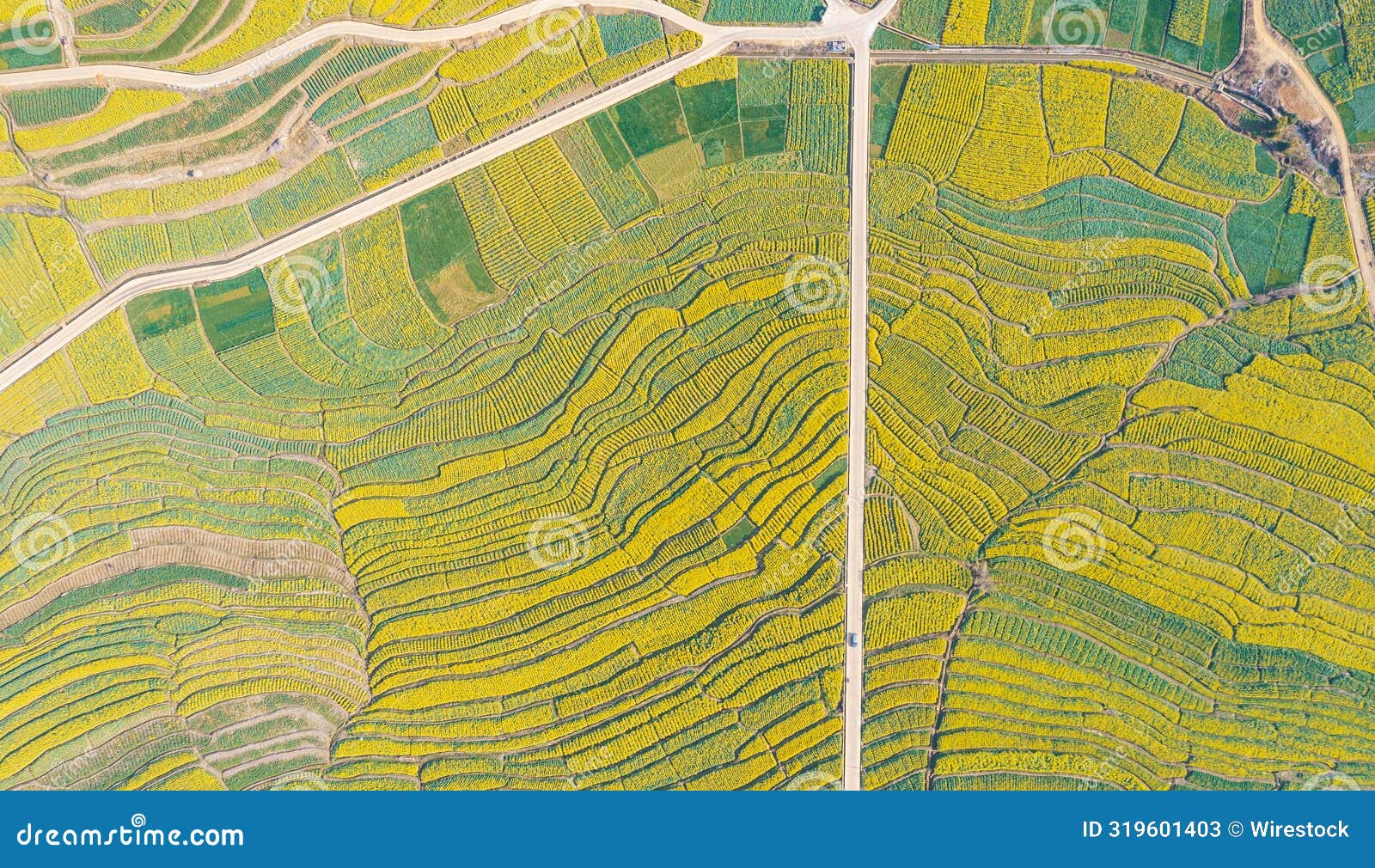 Aerial and Ground Views of an Asian Rice Field Stock Image - Image of ...