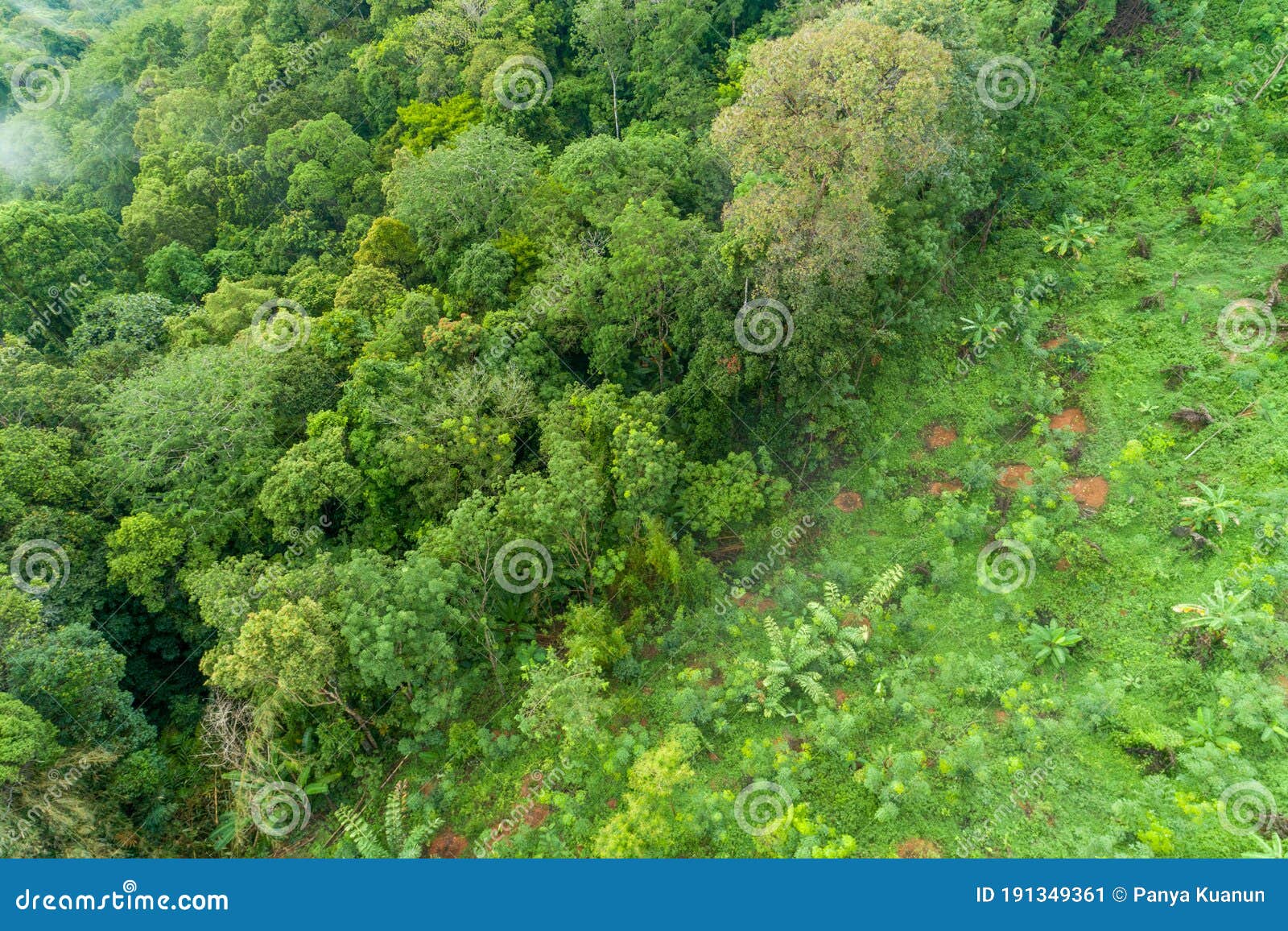 Aerial High Angle View Top Down Rainforest Trees Ecosystem and Healthy ...