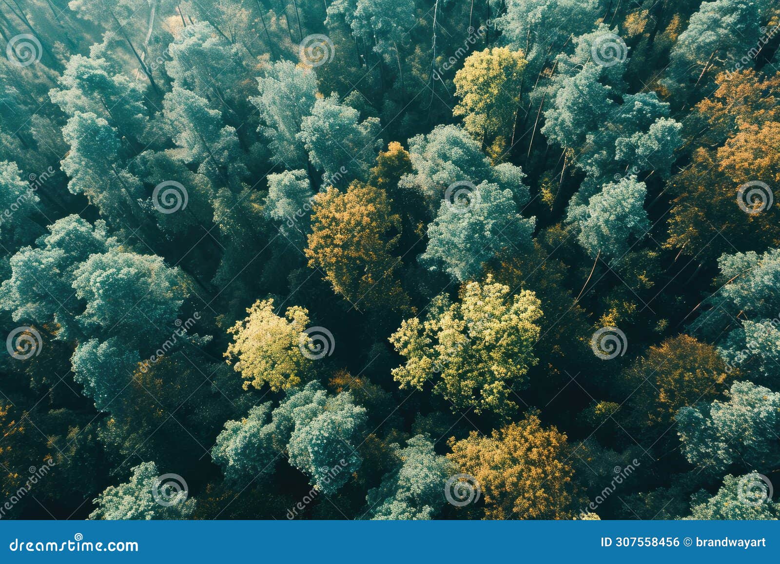 Aerial View of Dense Forest Stock Illustration - Illustration of ...