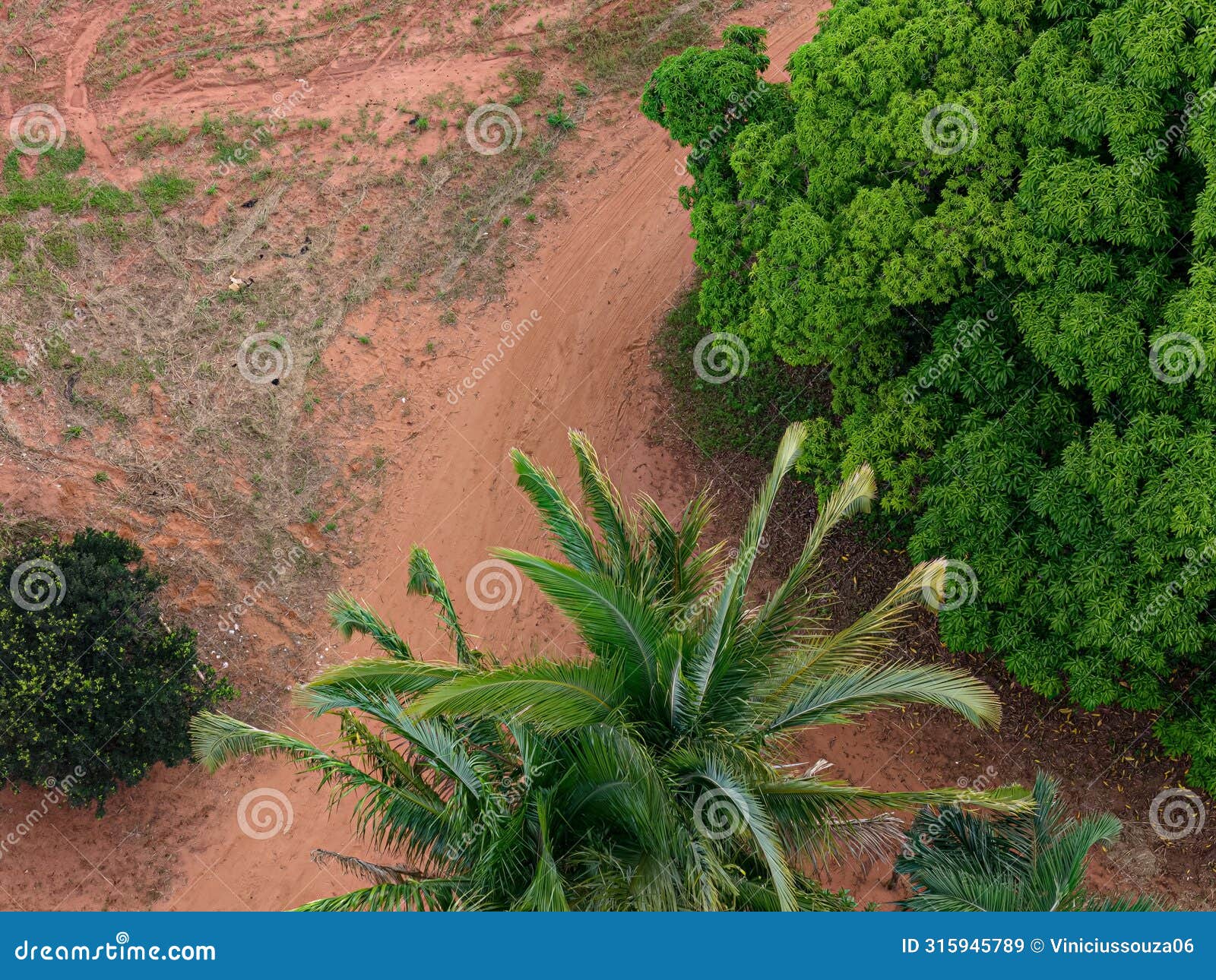 Mango Tree Canopy and Palm Trees Stock Image - Image of aerial, view ...