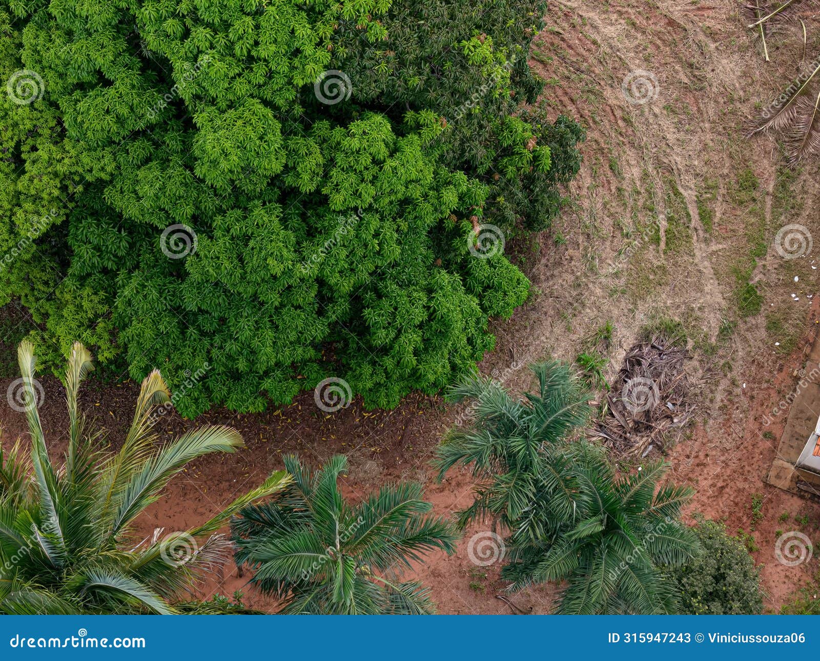 Mango Tree Canopy and Palm Trees Stock Image - Image of environment ...