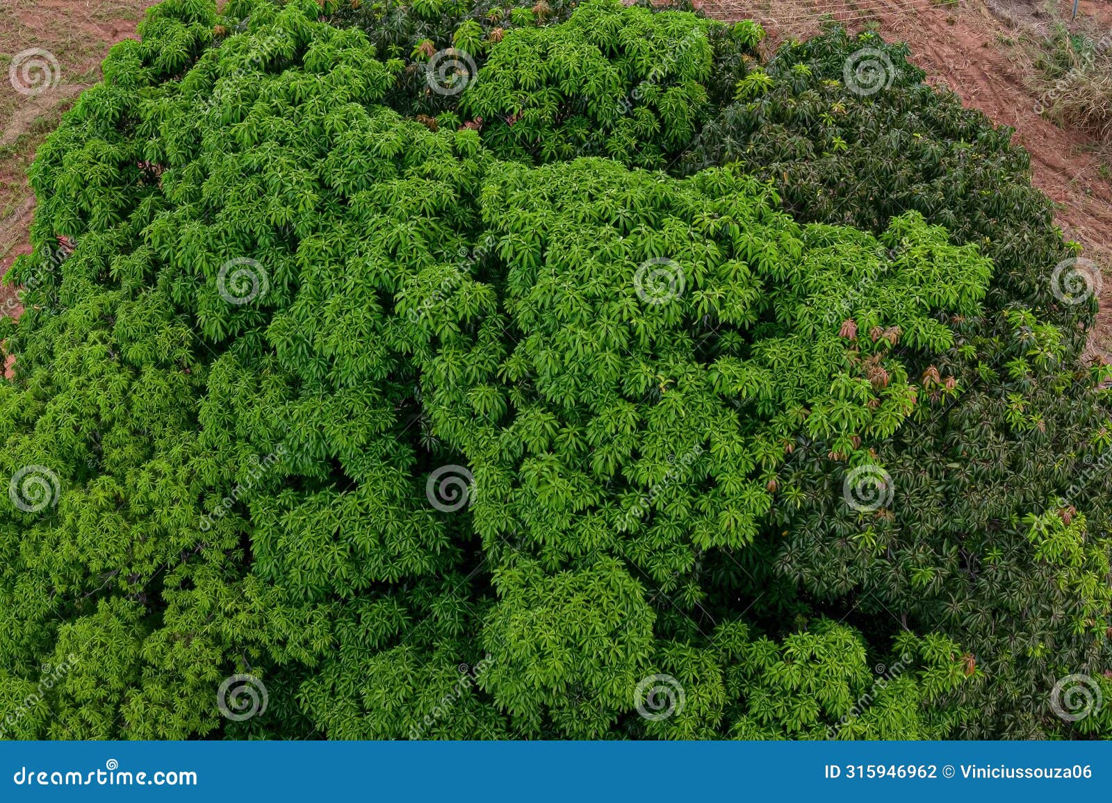 Aerial Image of Tree Top Mango Stock Photo - Image of foliage, green ...