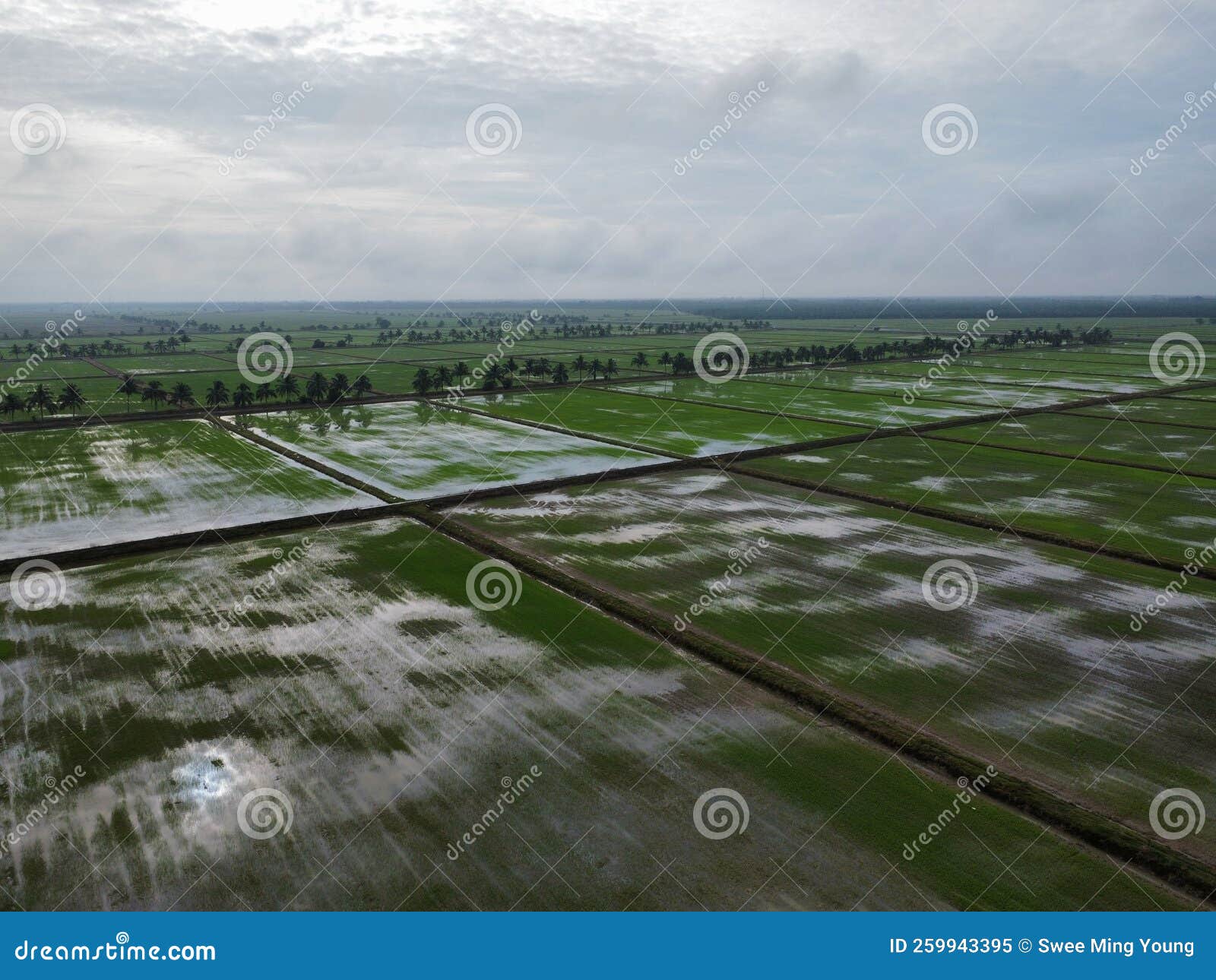 Aerial View of the Paddy Field Farm after the Rain Stock Image - Image ...