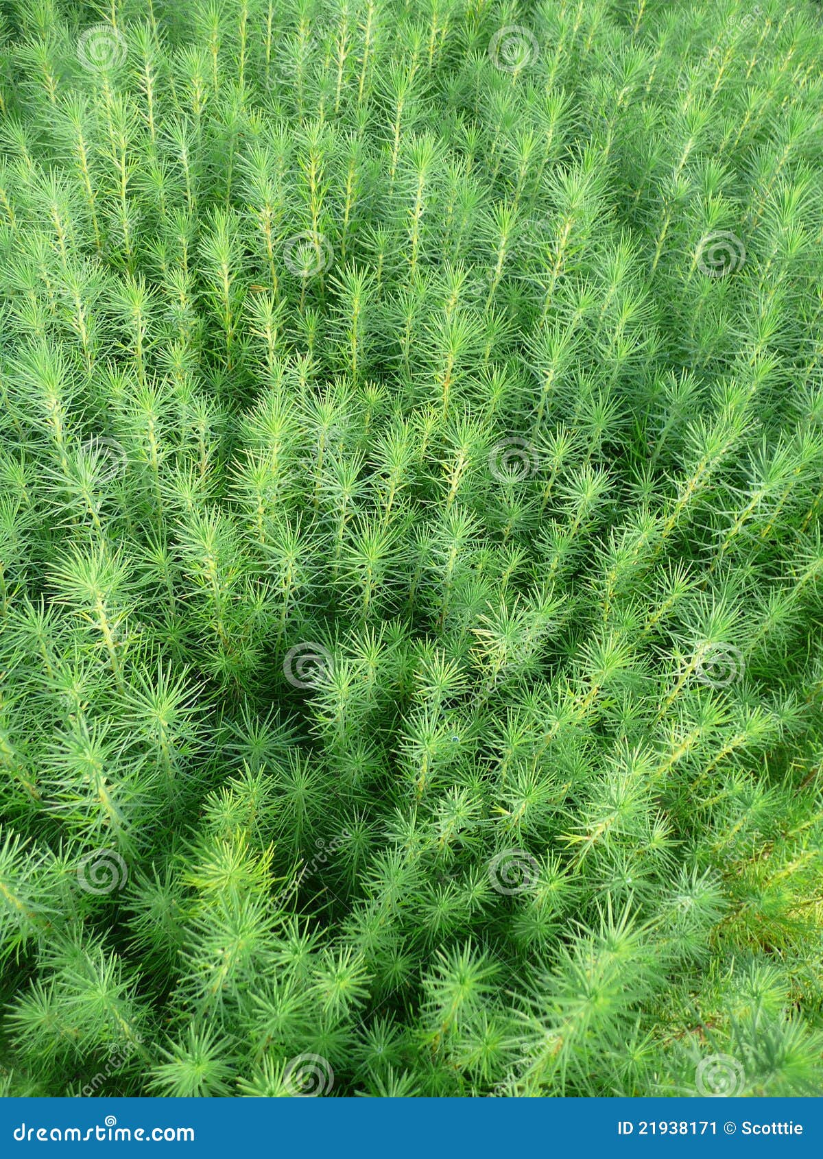 Aerial of Miniature Forest stock image. Image of miniature - 21938171