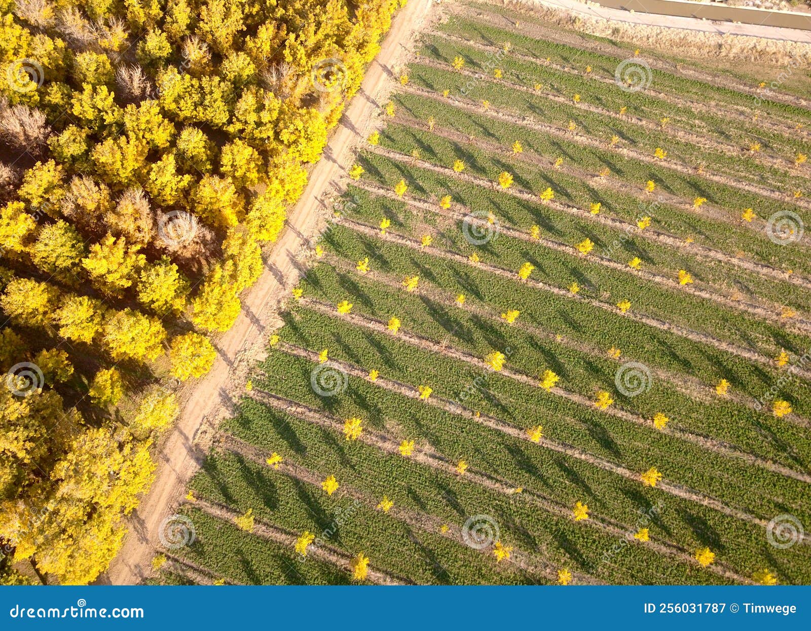 Aerial Over a Field of Trees on a Farm Stock Image - Image of aerial ...