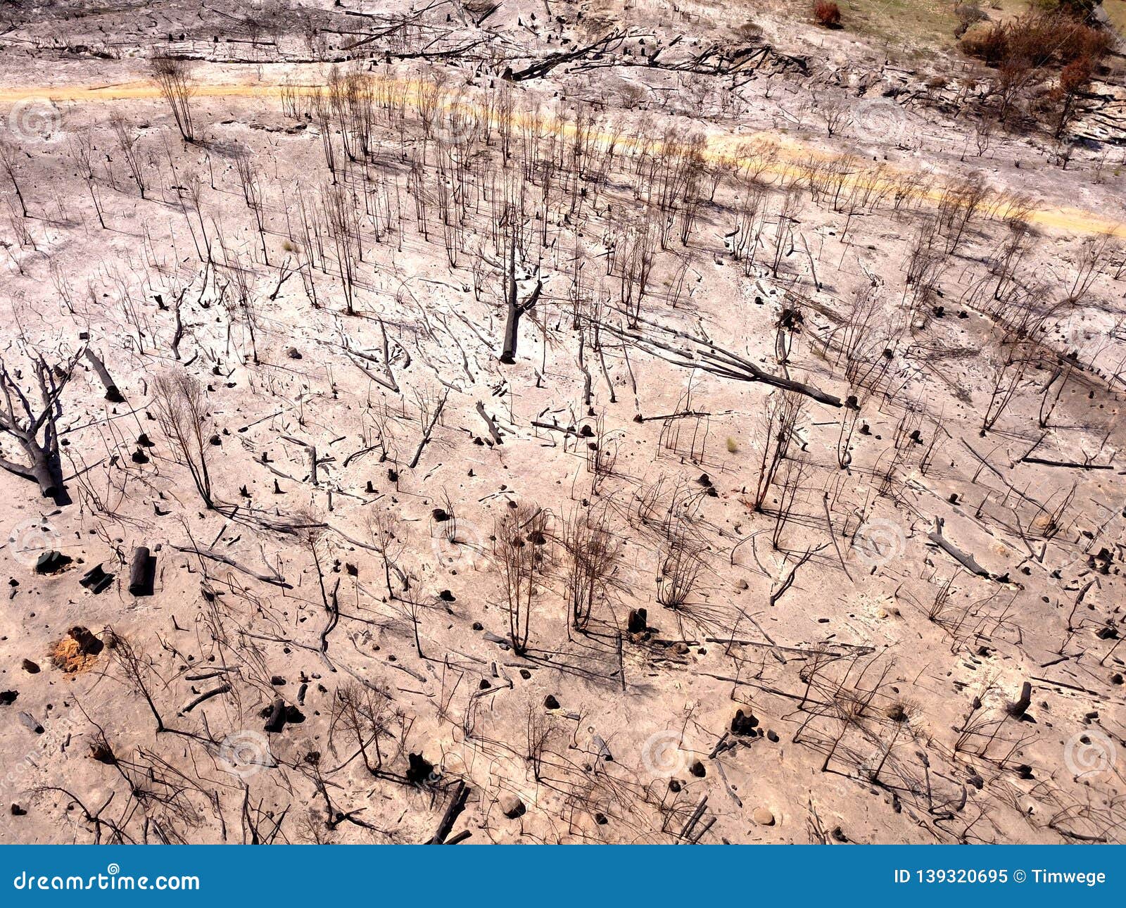 Aerial Overhead a Fire Damaged Tree Plantation Stock Image - Image of ...