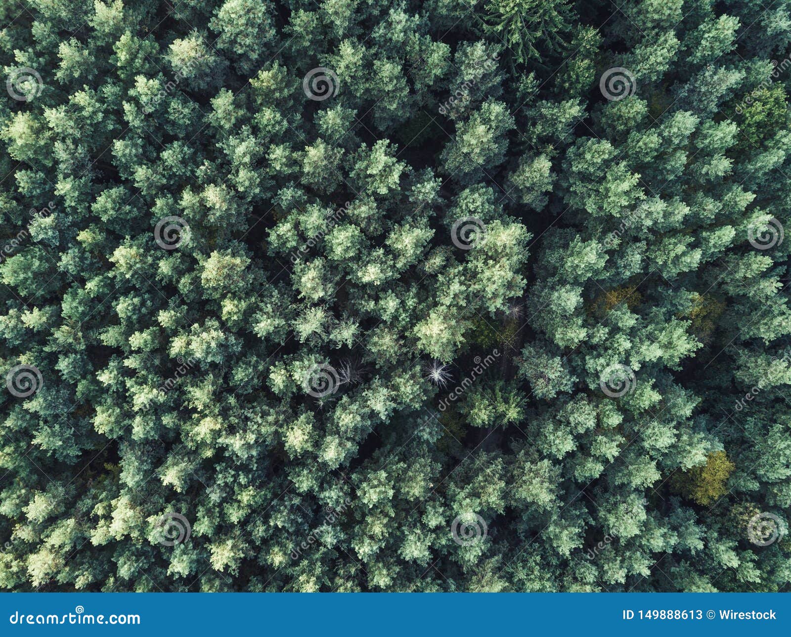 Aerial Overhead Shot of a Beautiful Thick Green Forest Stock Image ...