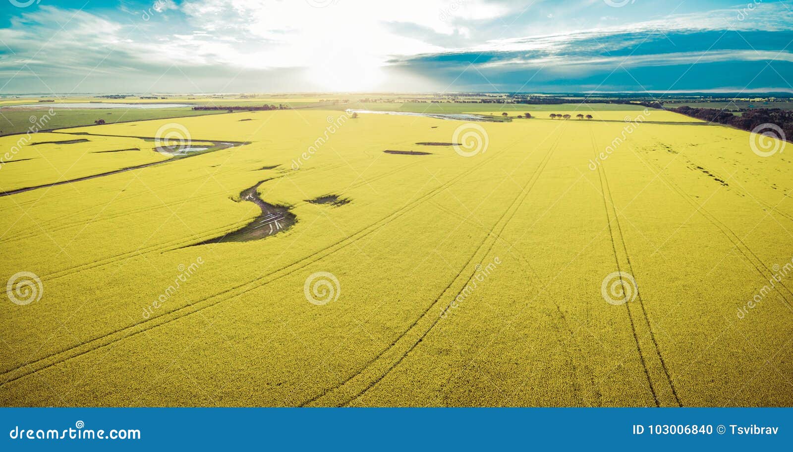 Aerial Panorama of Canola Field at Sunset. Stock Photo - Image of ...