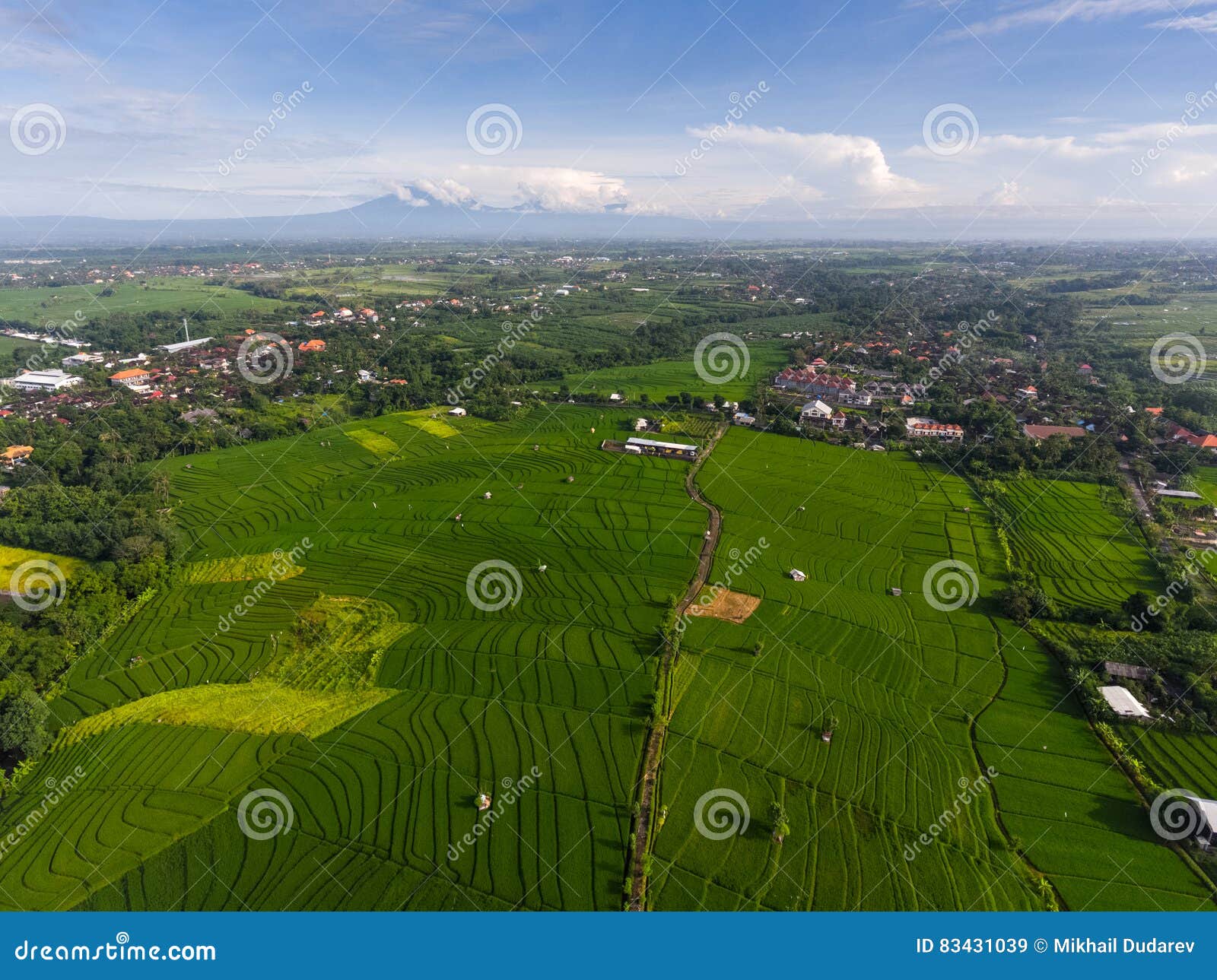 Aerial Panorama of the Green Rice Fields Stock Image - Image of rural ...