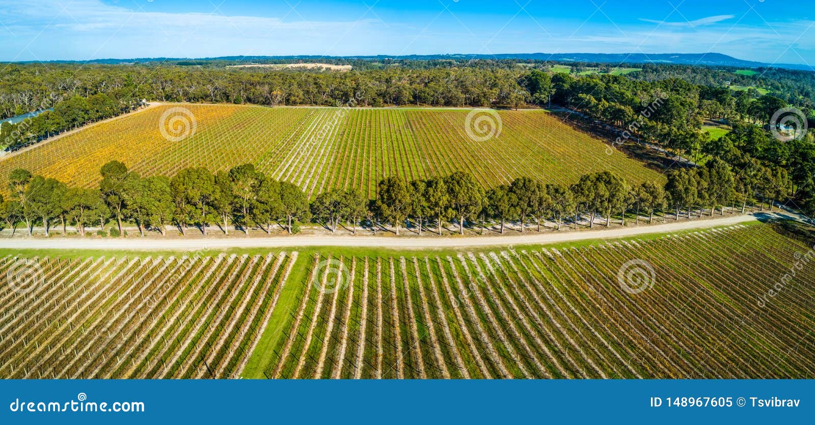 Landscape of Straight Rows of Vines in a Winery. Stock Image - Image of ...