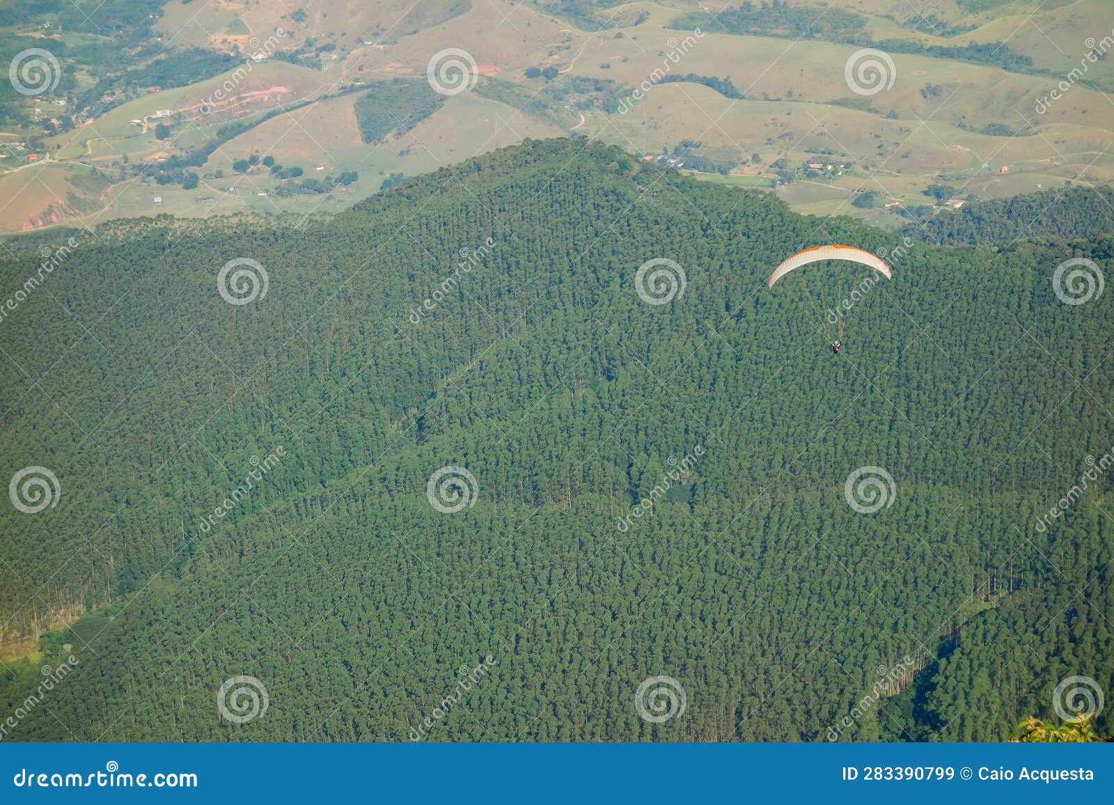 Aerial Panoramic View of Green Pine Trees in Reforestation Field Stock ...