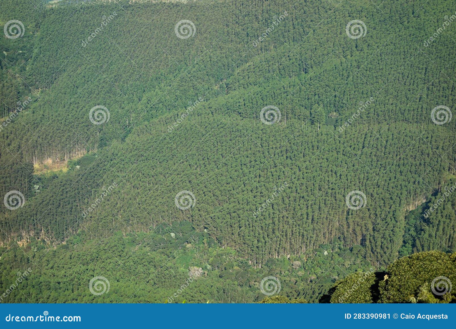 Aerial Panoramic View of Green Pine Trees in Reforestation Field Stock ...