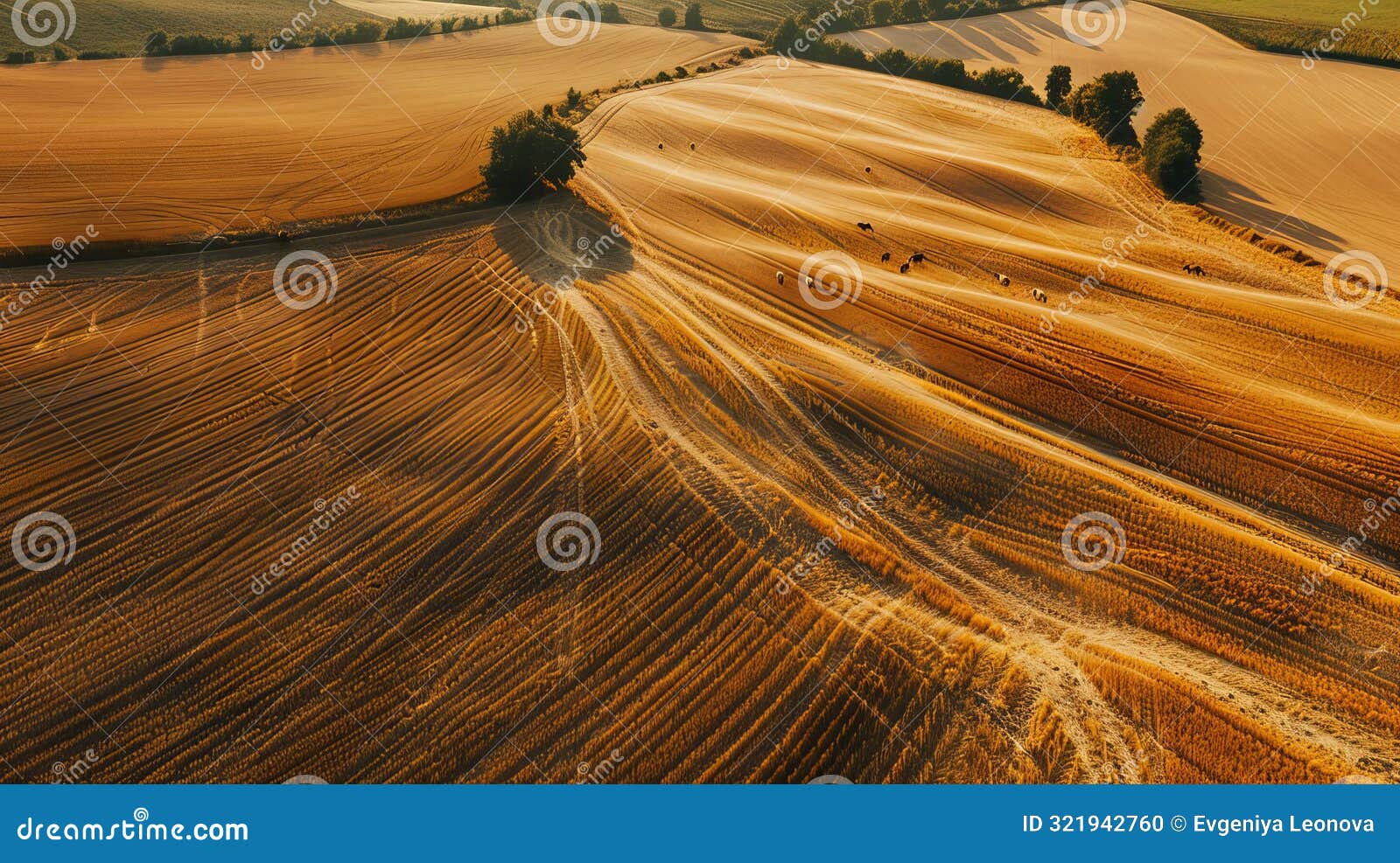 Aerial Perspective of Farmers in the Process of Gathering Crops from ...