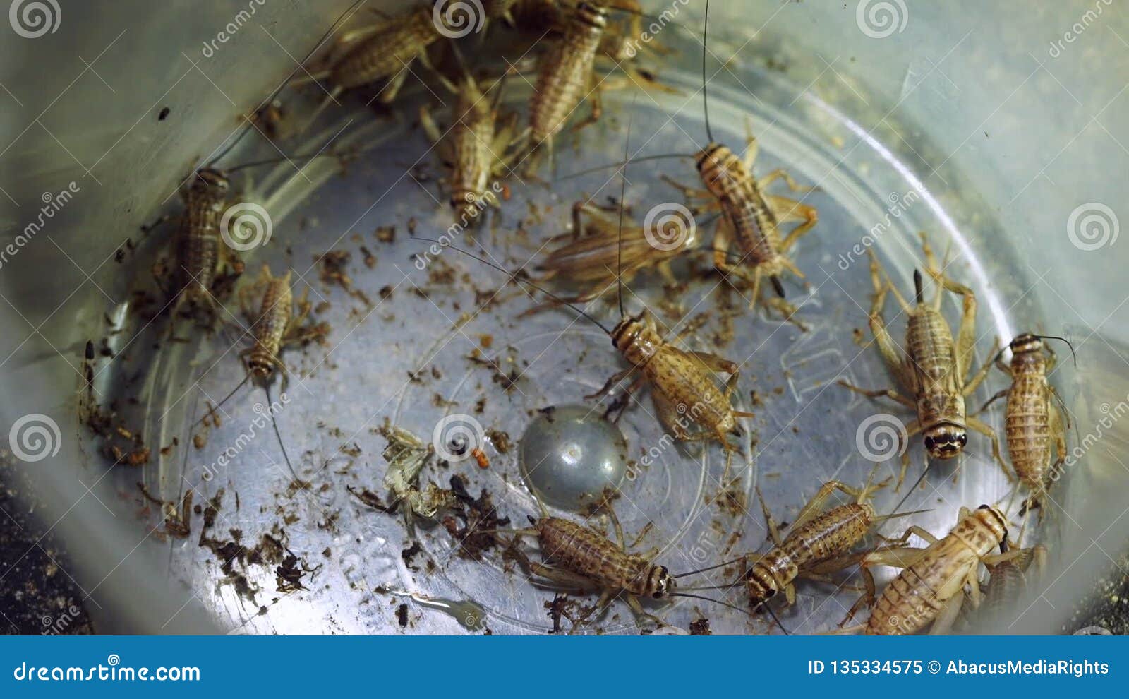 Aerial Pespective of Multiple Crickets in Containment Stock Video ...