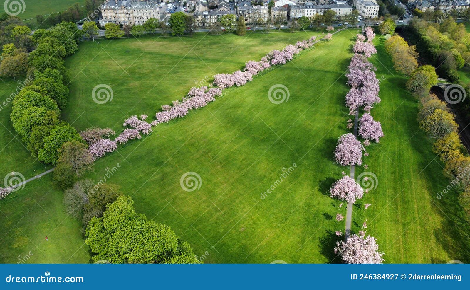Aerial Photo of the Cherry Blossoms on the Stray in Harrogate Stock ...