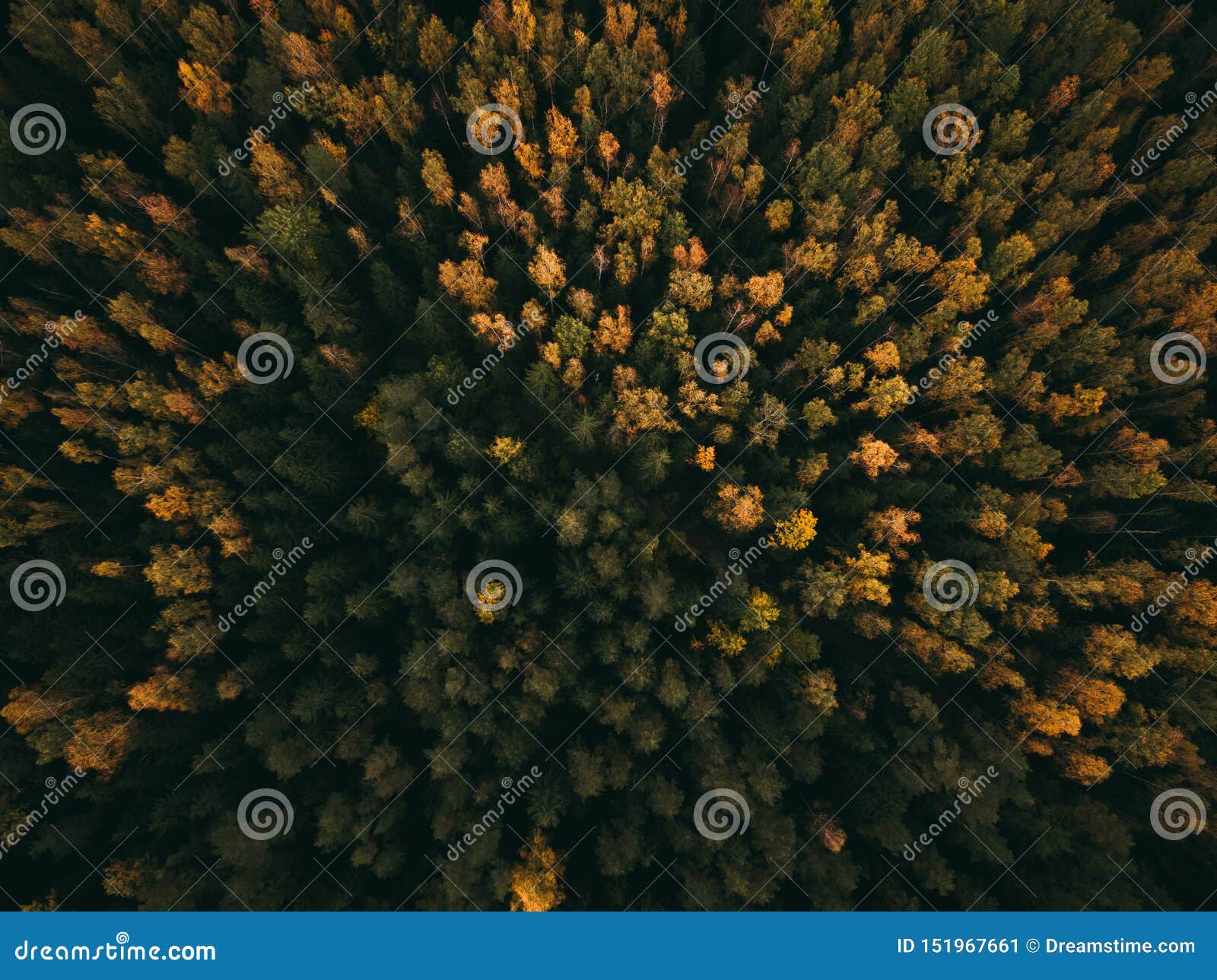 Aerial Photo of a Colored Forest in Autumn. Stock Image - Image of ...