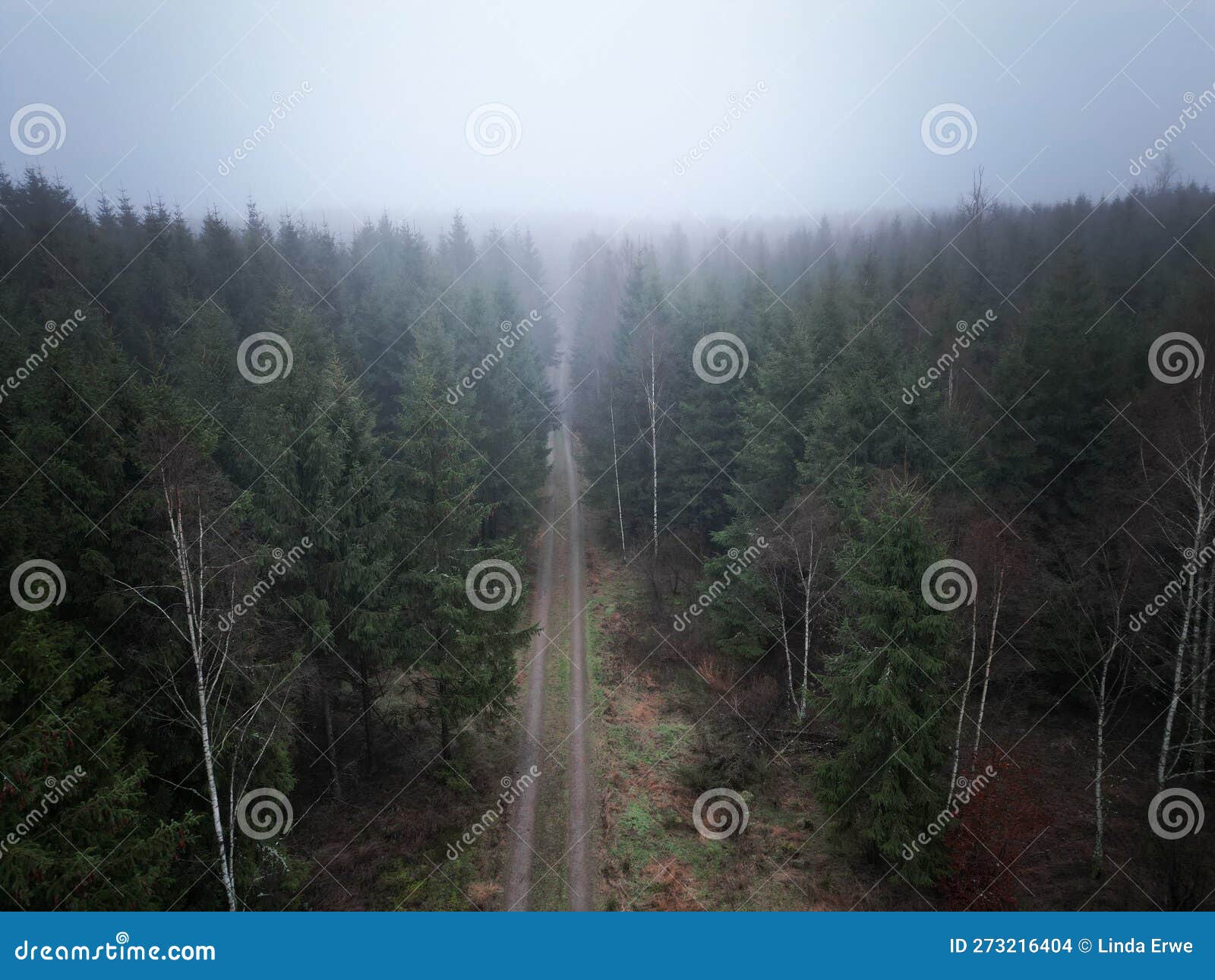 Aerial Photo of Pine Forest Stock Photo - Image of high, growth: 273216404