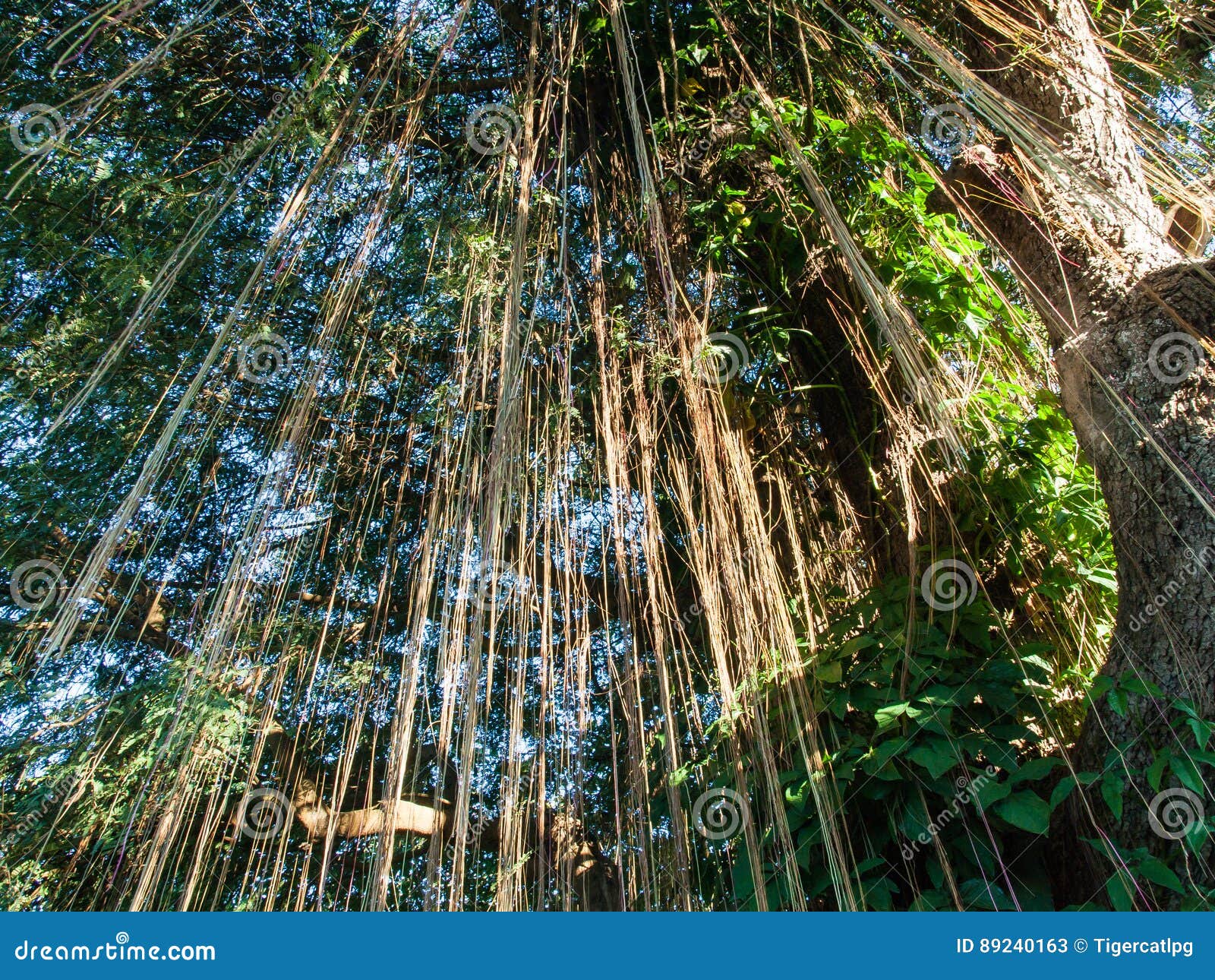 Aerial root stock image. Image of aerial, nature, tree - 89240163