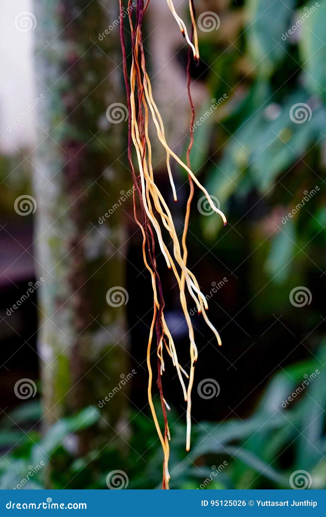 Aerial roots stock photo. Image of jungle, adventitious - 95125026