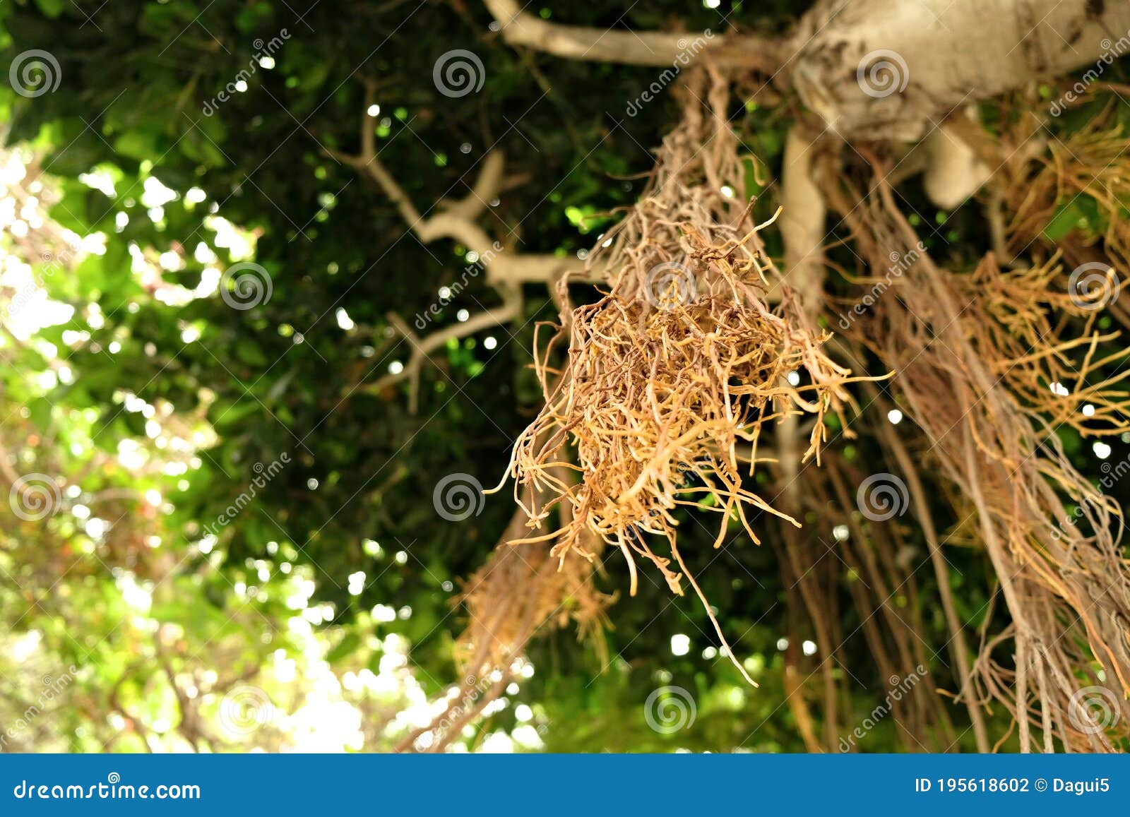 Aerial Roots of a Banyan Tree. Stock Photo - Image of flora ...