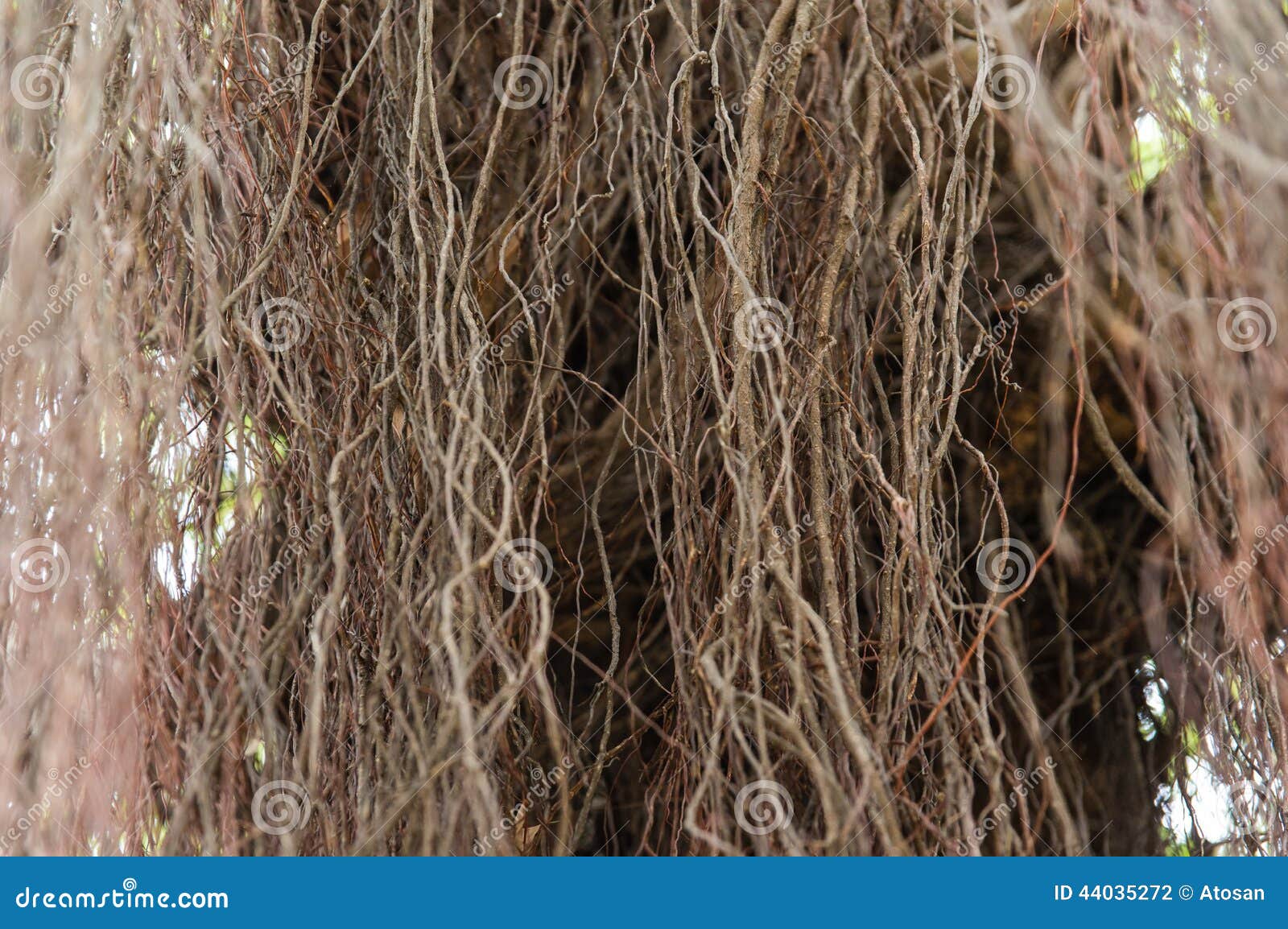 Aerial Roots stock photo. Image of growth, tree, green - 44035272