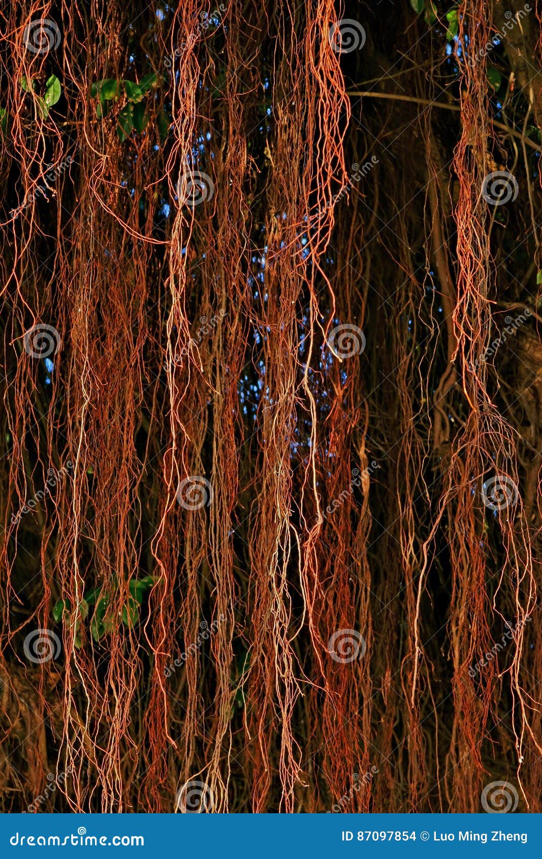 Aerial roots stock photo. Image of ficus, forest, nature - 87097854