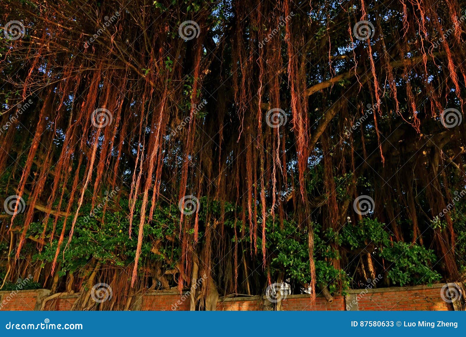 Aerial roots stock image. Image of detail, asia, laurel - 87580633