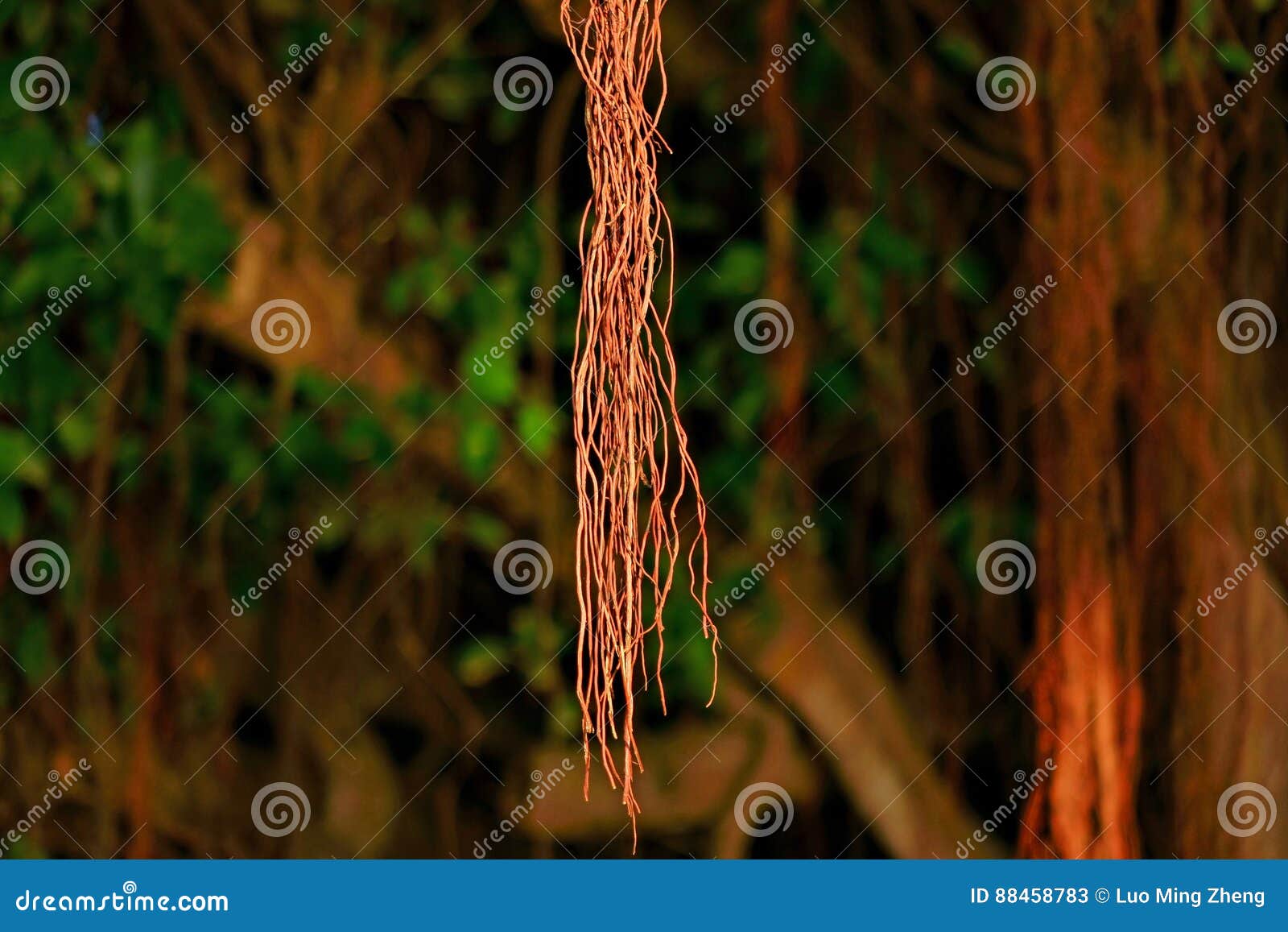 Aerial roots stock image. Image of foliage, nature, detail - 88458783