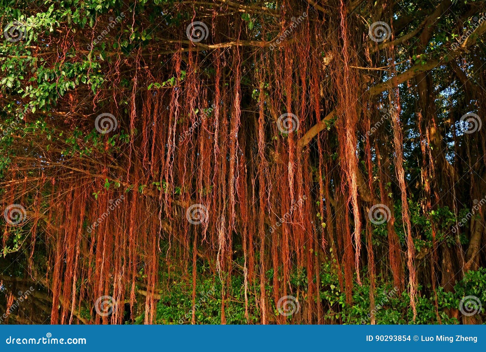 Aerial roots stock photo. Image of grain, aerial, aged - 90293854