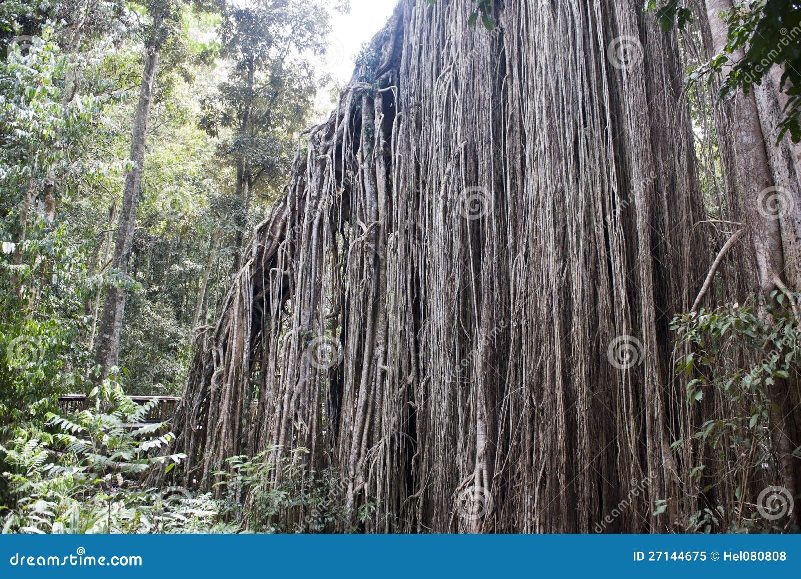 Roots of a Big Ficus Tree in the Jungle, Atherton Tablelands, Australia ...