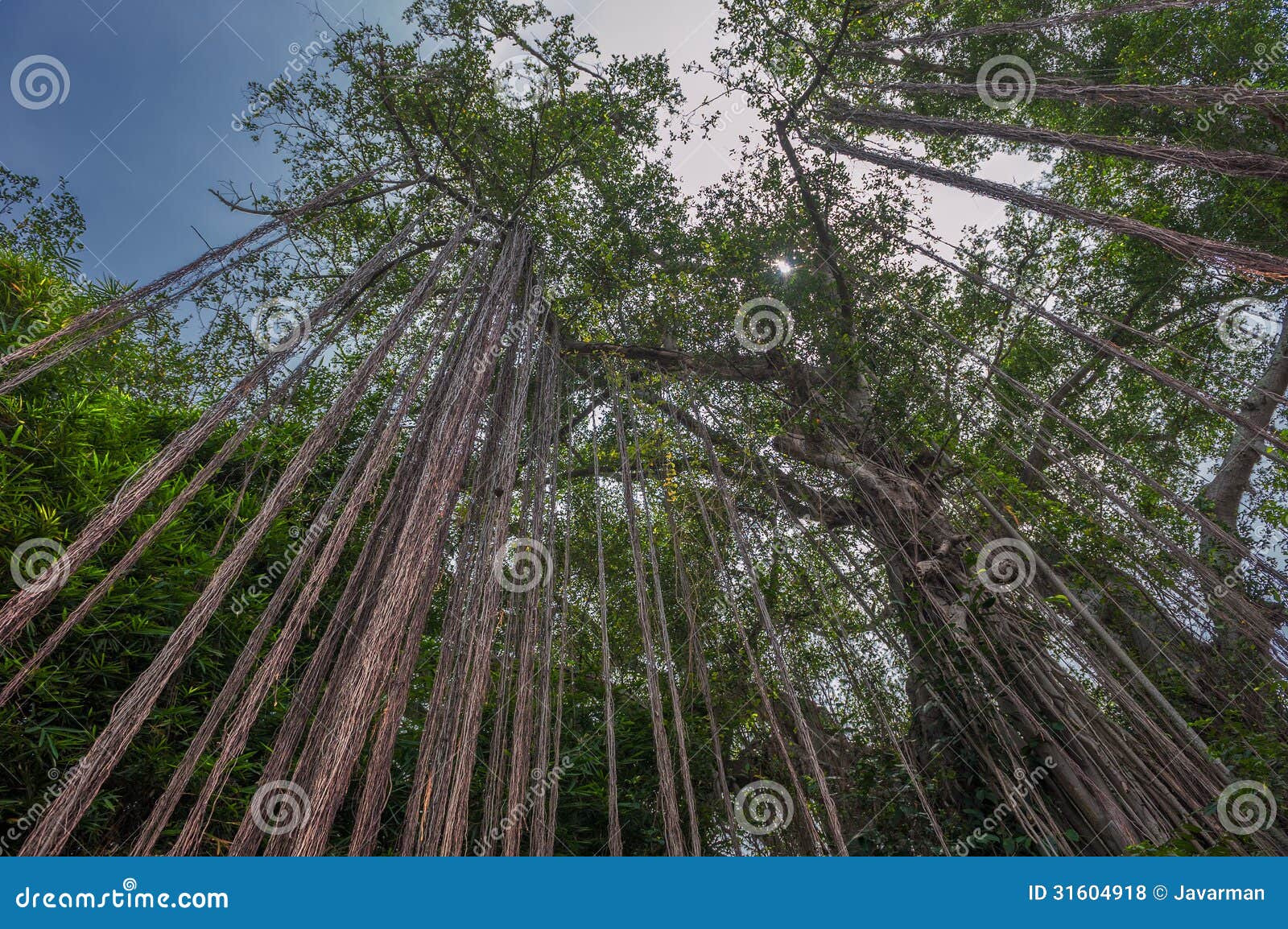 Aerial roots of a big tree stock photo. Image of jungle - 31604918
