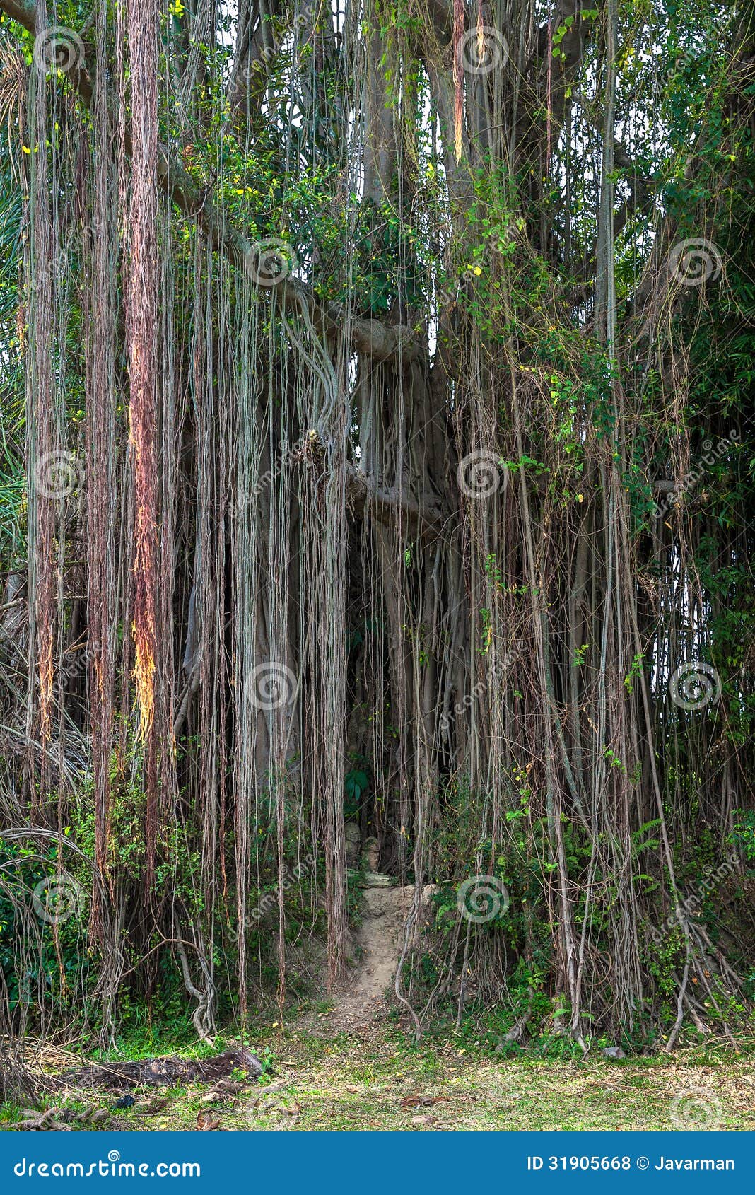 Aerial roots of a big tree stock photo. Image of wood - 31905668