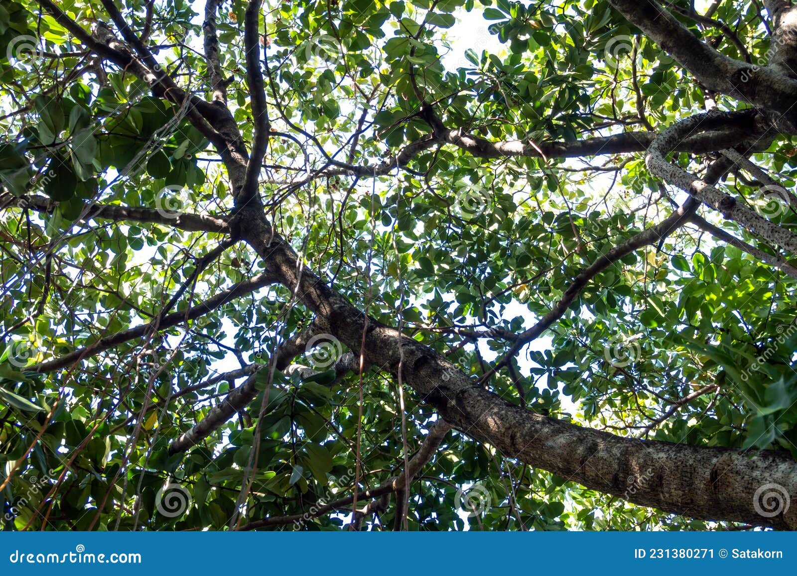 Aerial Roots of Copy Clusia Tree Stock Image - Image of leaf, natural ...