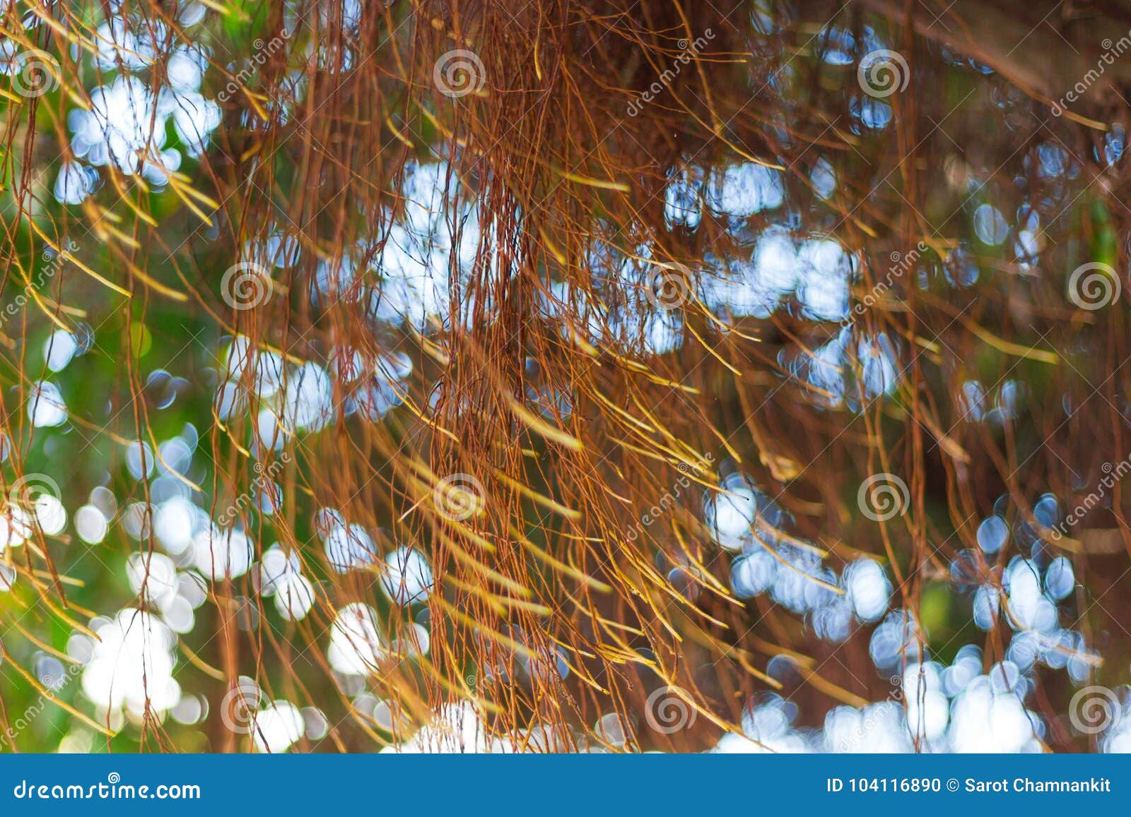 Aerial roots Ficus tree stock photo. Image of abstract - 104116890